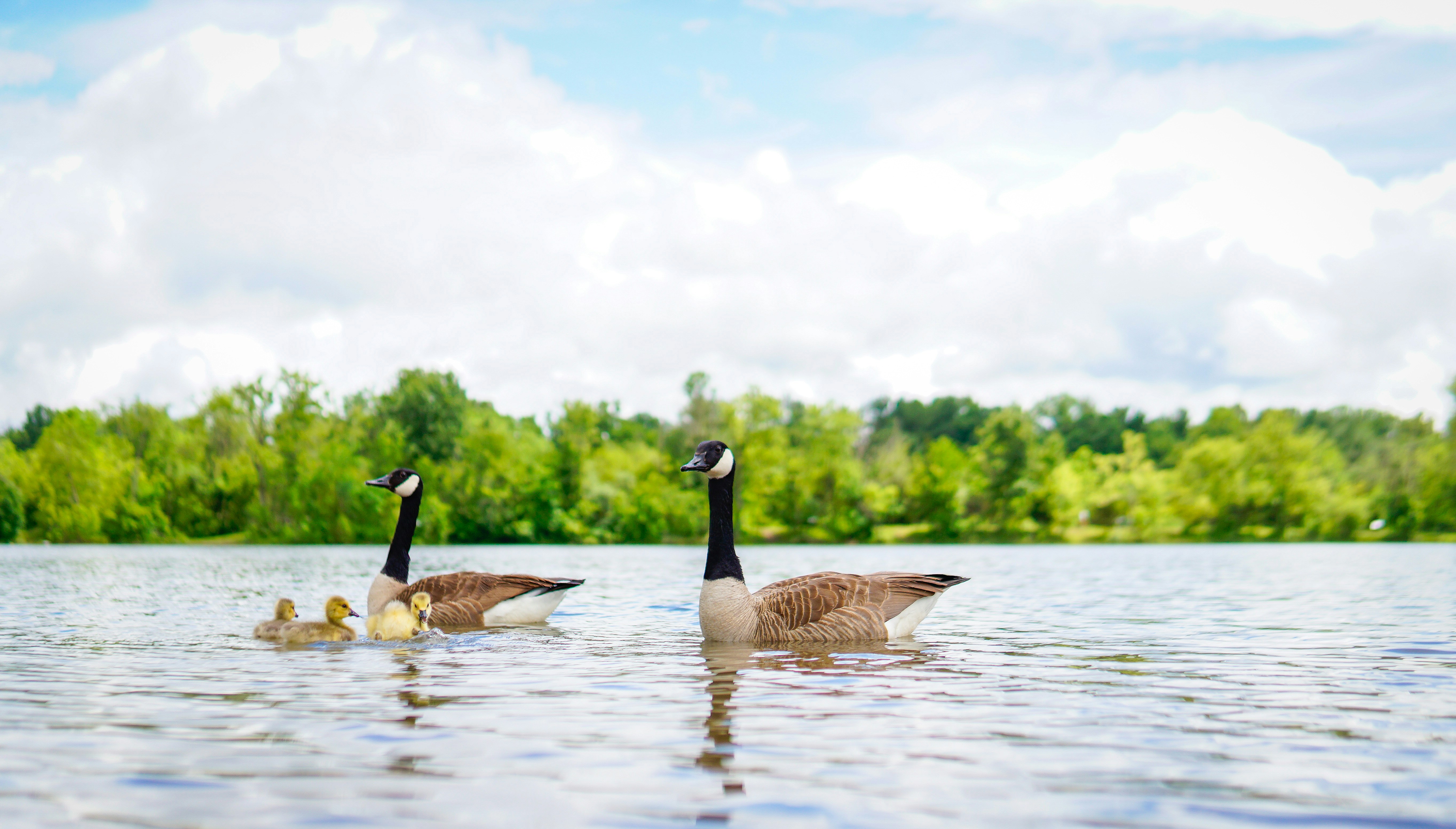 Canada Goose Family Crossing a Glassy Lake