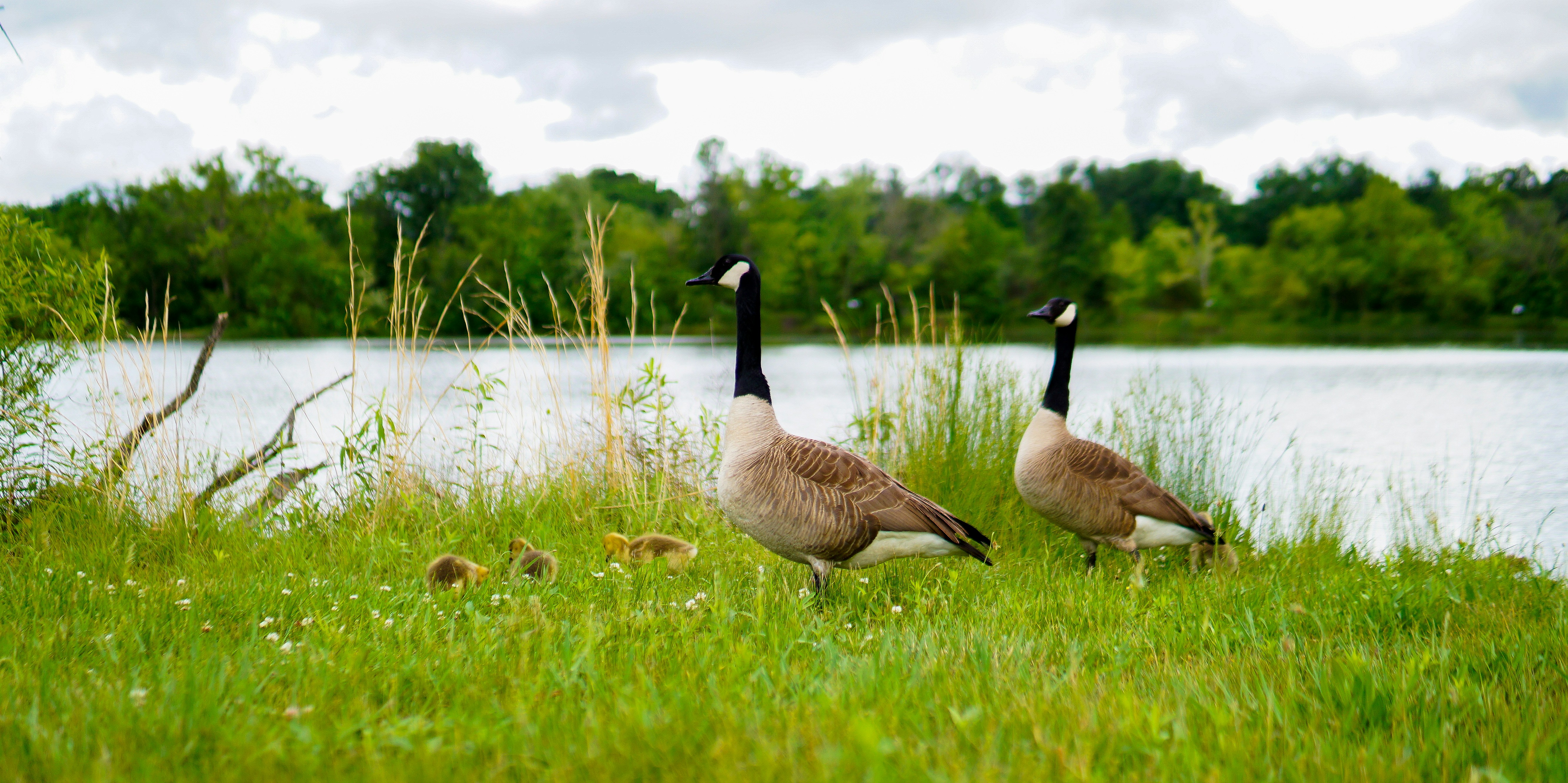 Twin Watch, Quiet Lake: A Pair of Geese in a Green Meadow