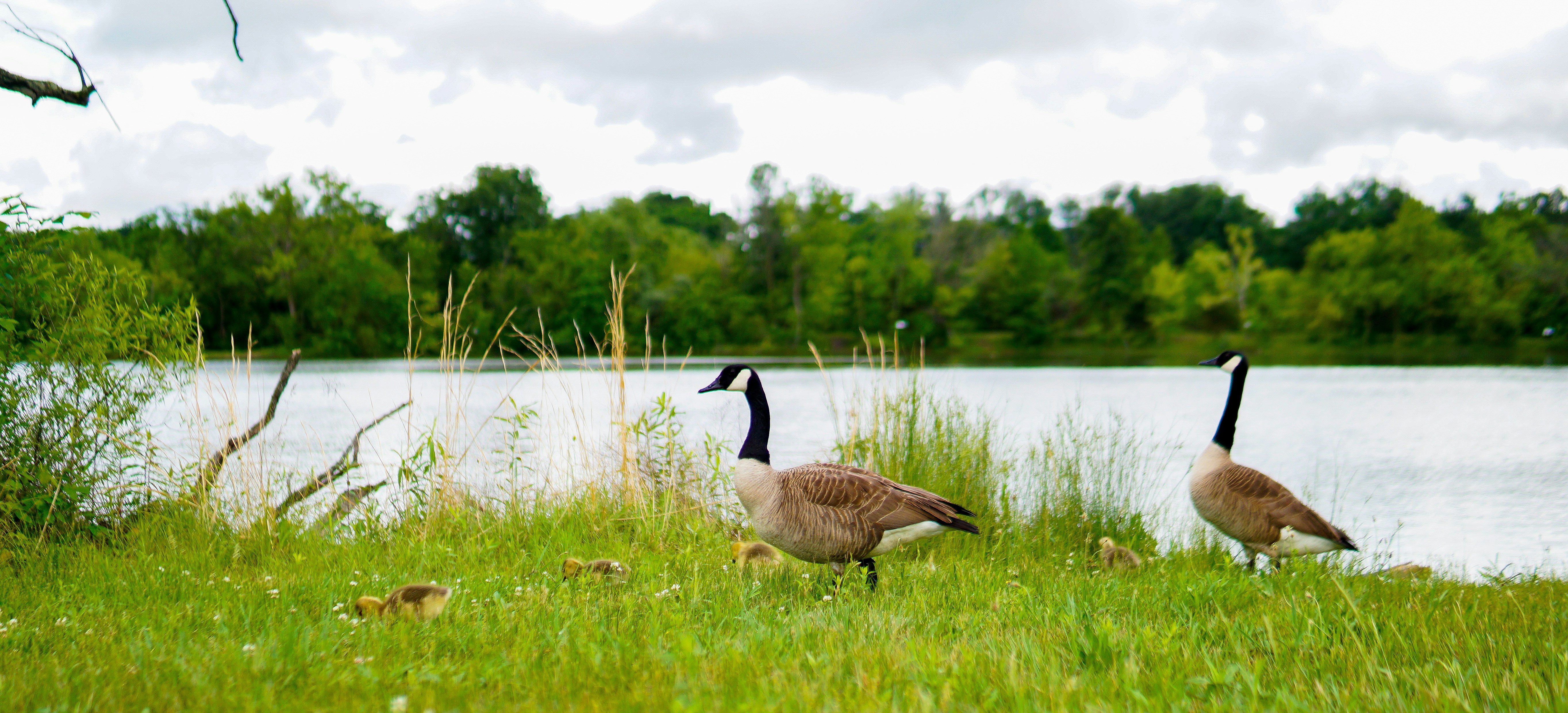 Two Canada Geese Along a Quiet Riverbank