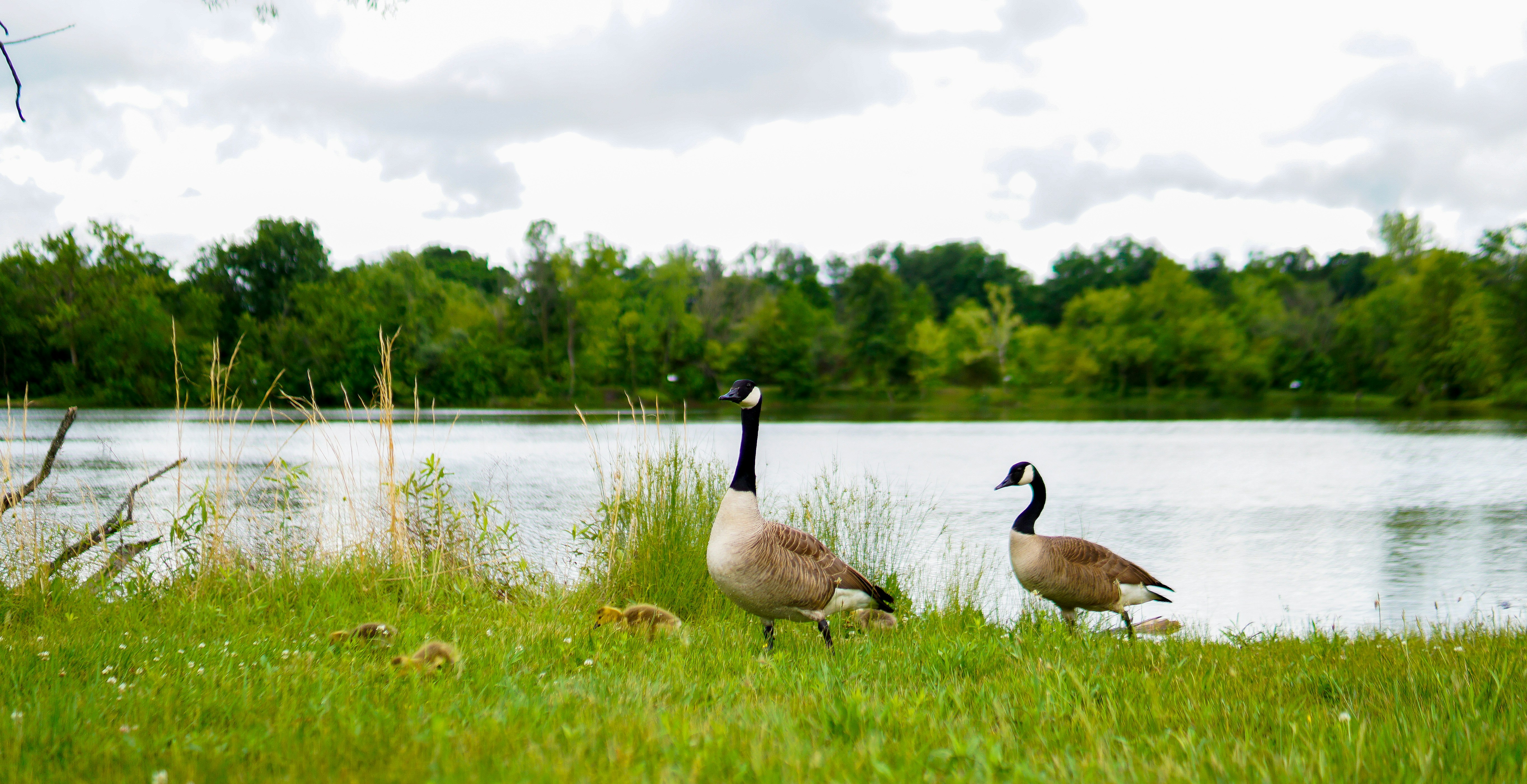 Canada Geese by the Riverbank: Calm Display by the Water