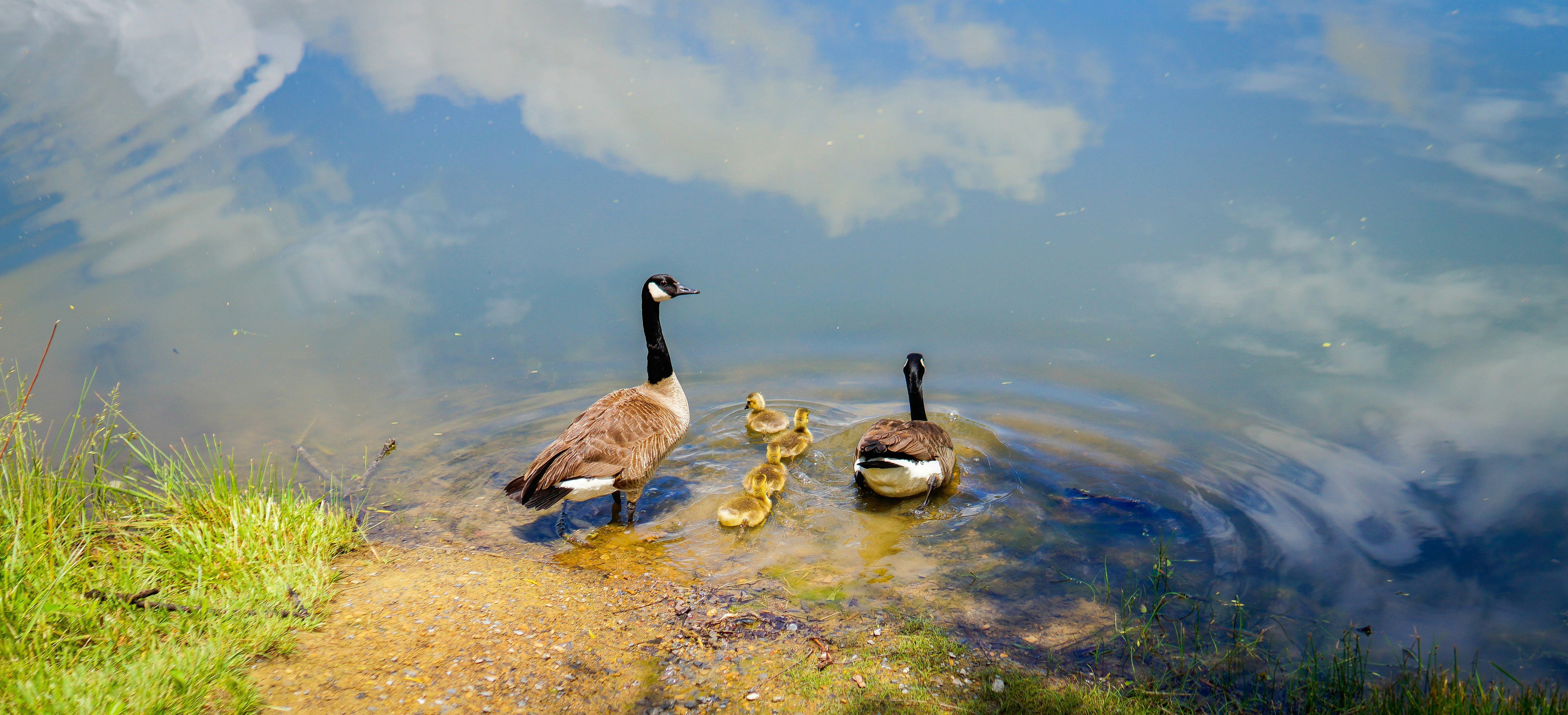 Canada Goose Family at the Water's Edge