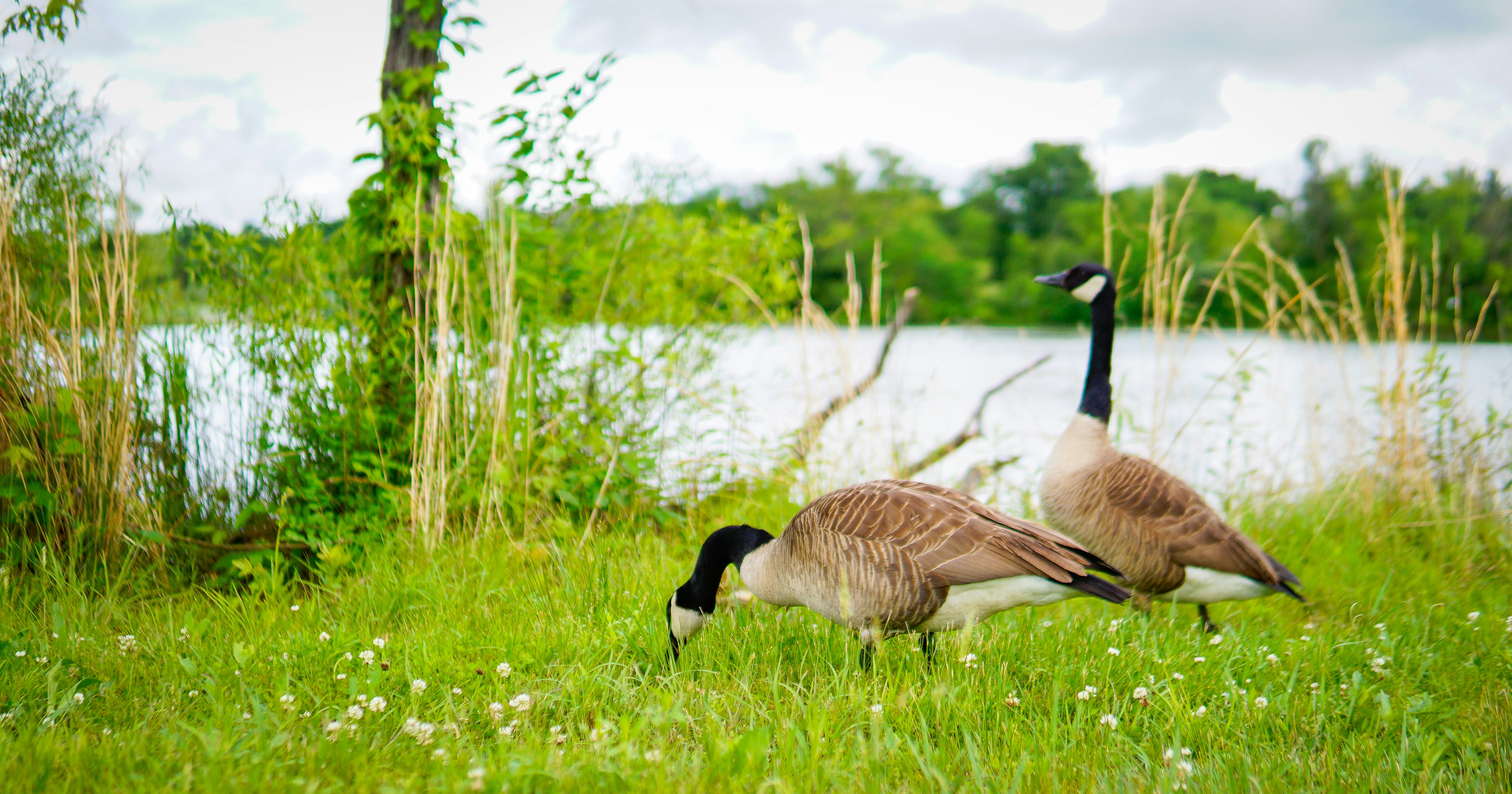 Grazing on the Lakefront: Geese in Quiet Spring Meadow