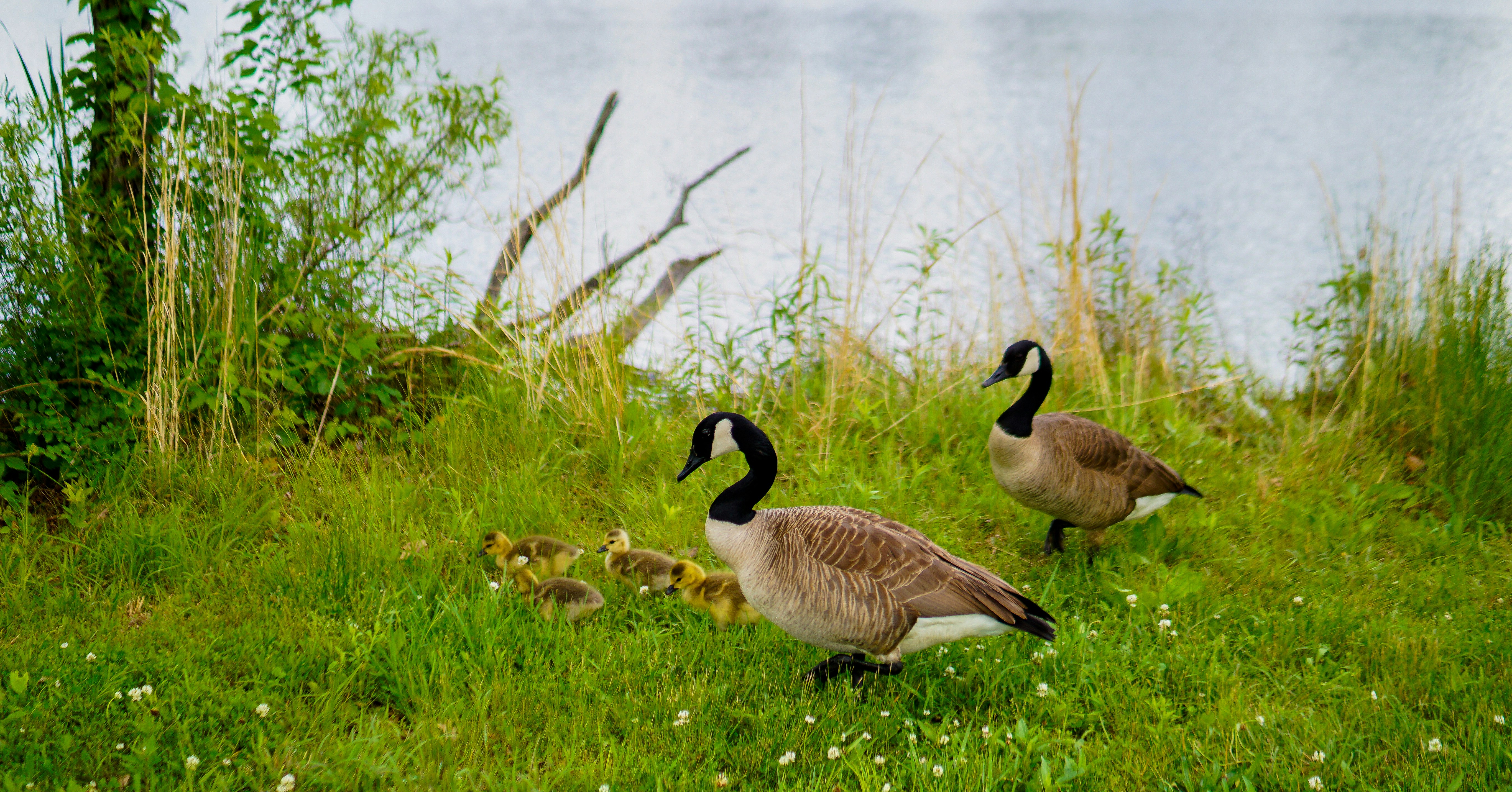 Mother Goose Guardians by the Lake