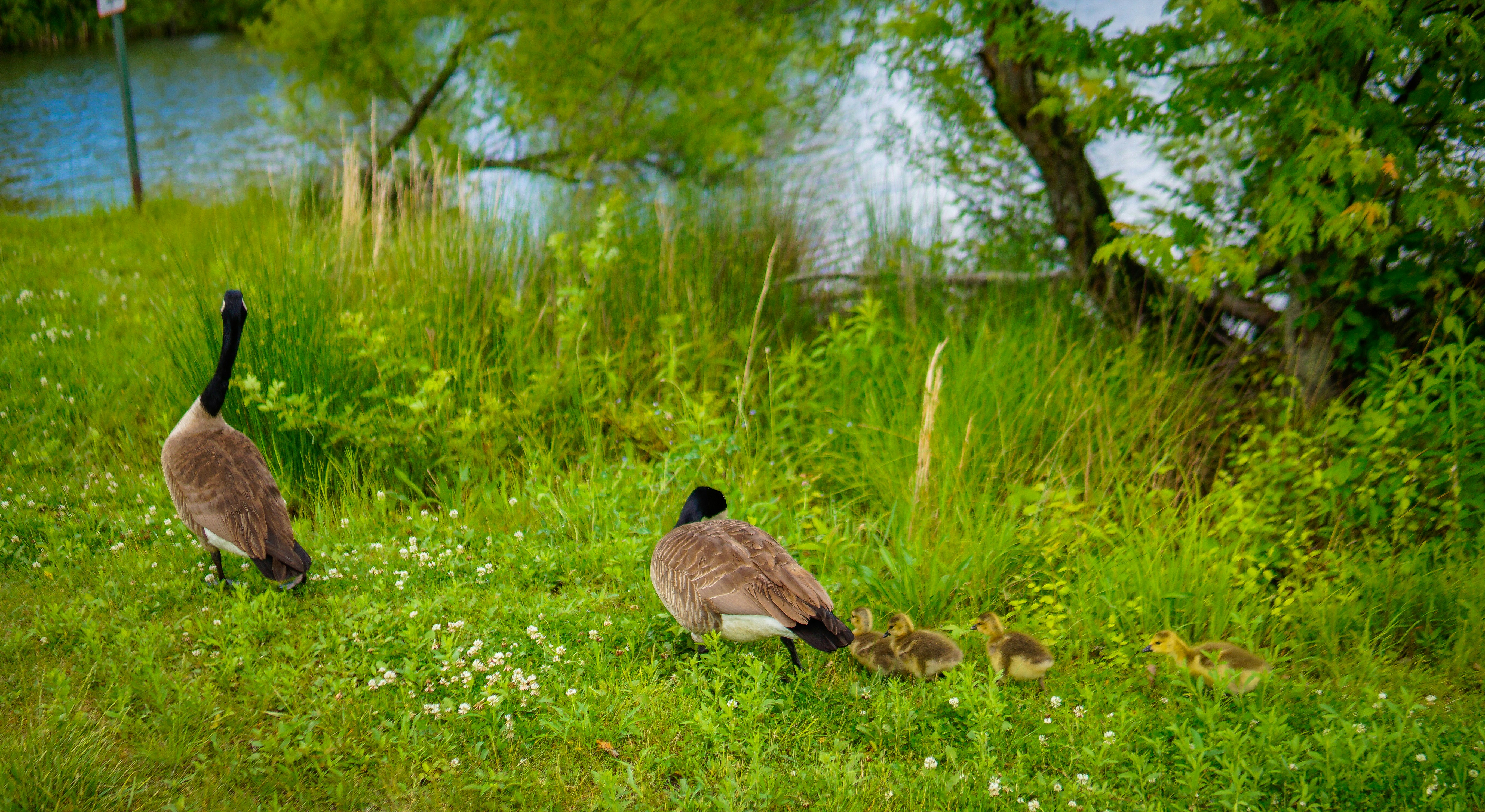Family of Canada Geese: A Quiet Meadow Morning