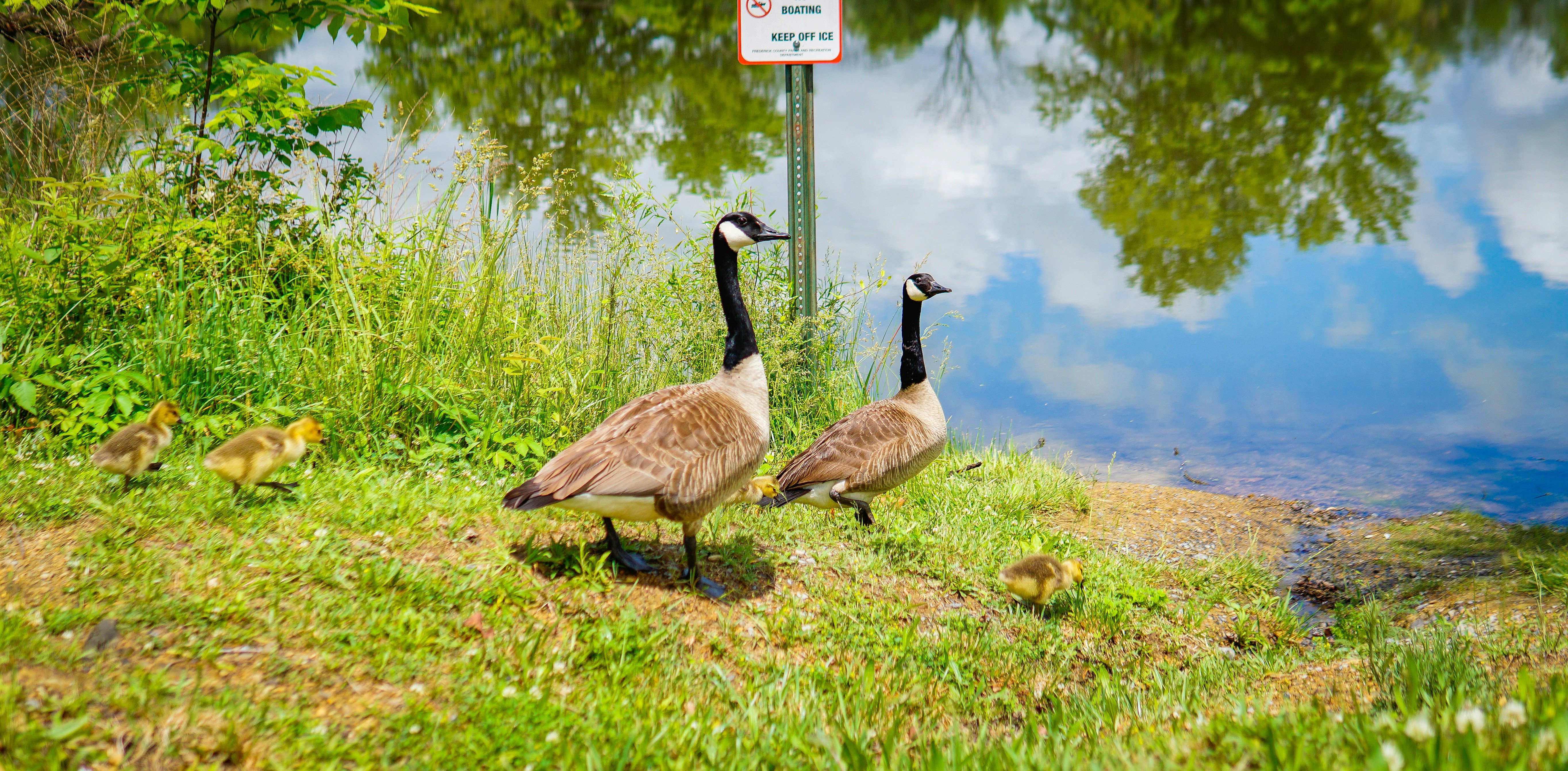 Two Canada Geese and Ducklings at the Water's Edge