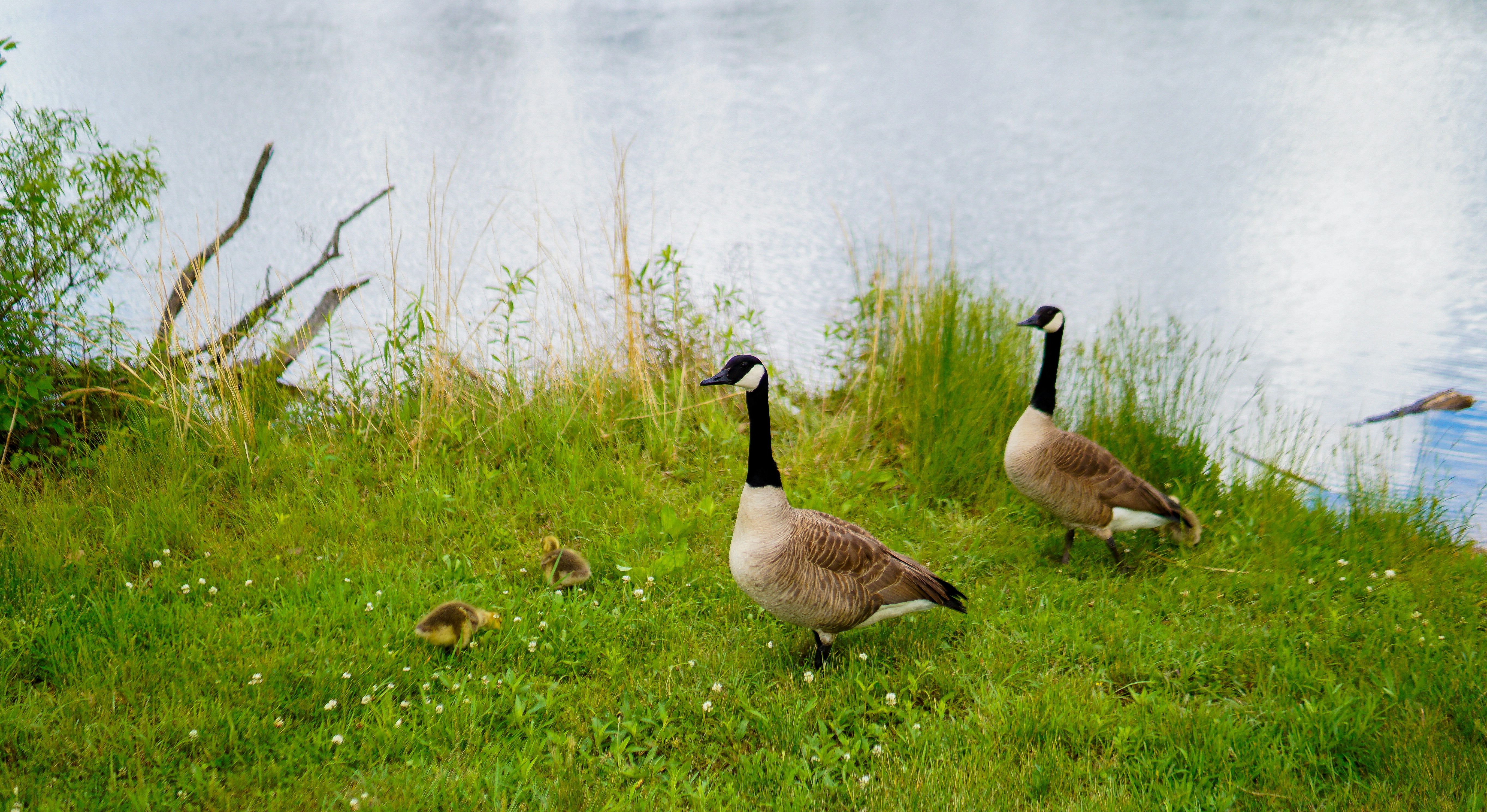 Trio by the Water: Canada Geese and Younglings on the Waterfront