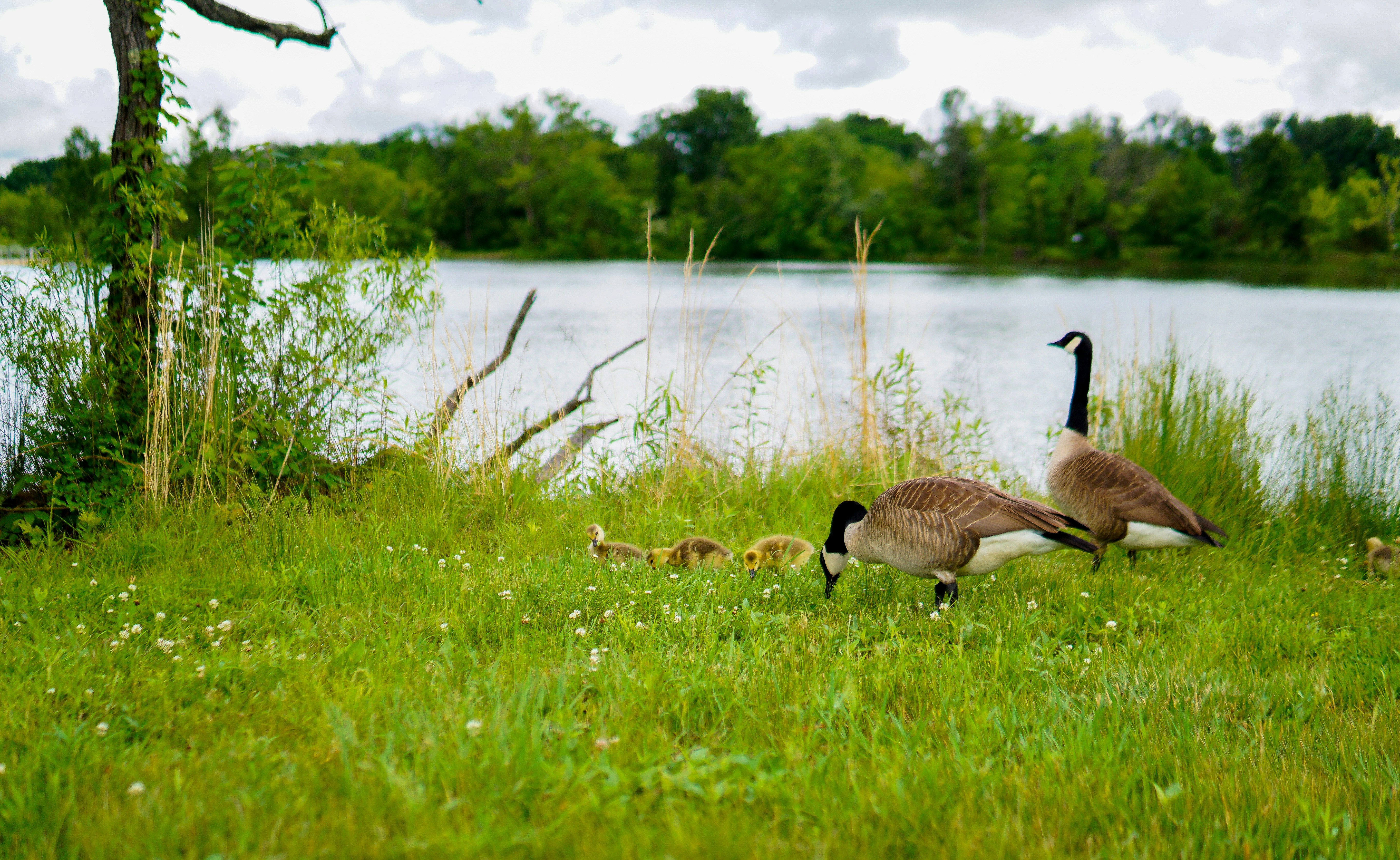 Canada Geese and Goslings grazing by a tranquil lakeside