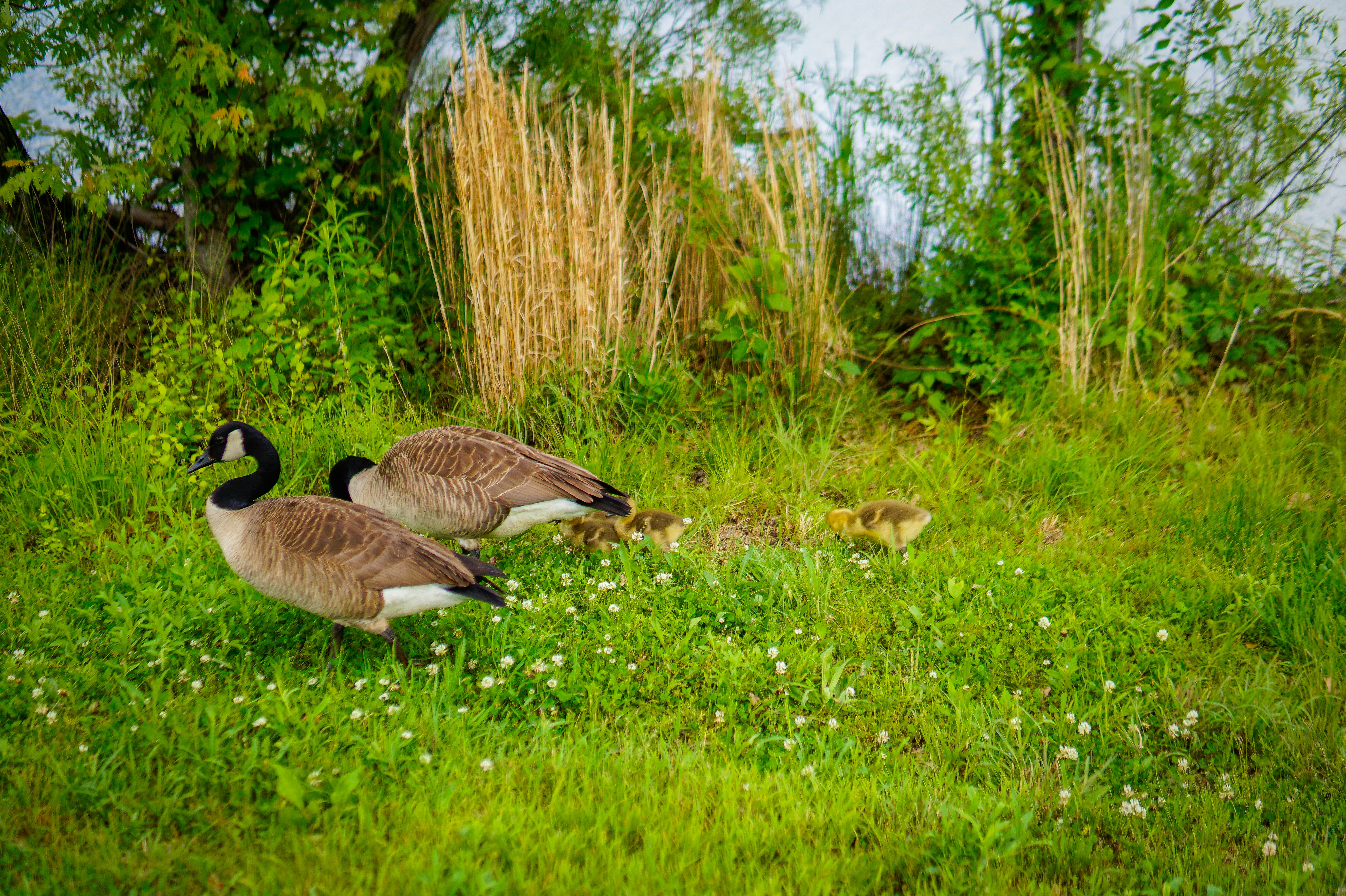 A family of geese by the lake enjoying summer