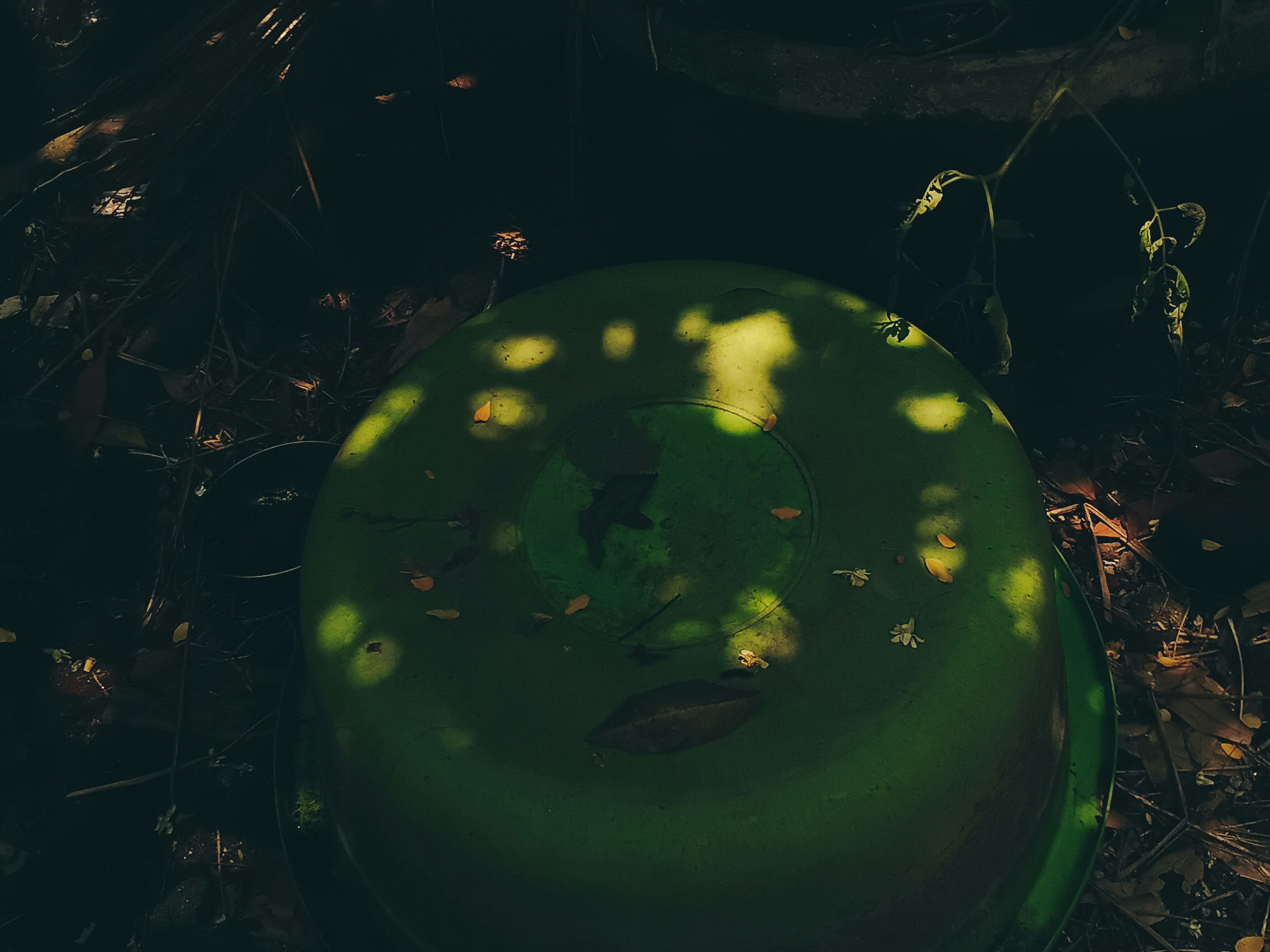 Emerald Melon Amid Nightshade Shadows
