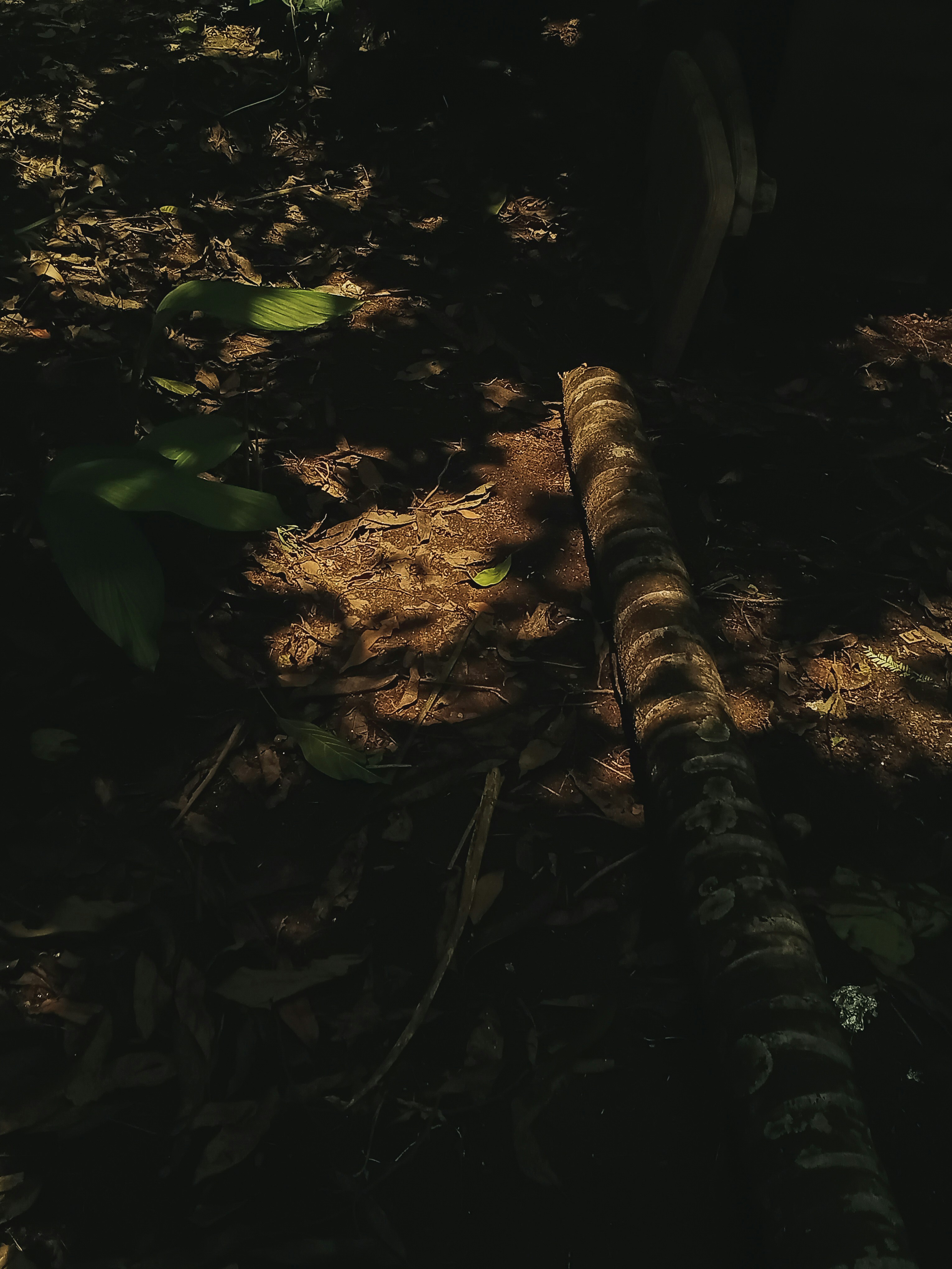 Shadowed forest floor with a textured snag leading the path