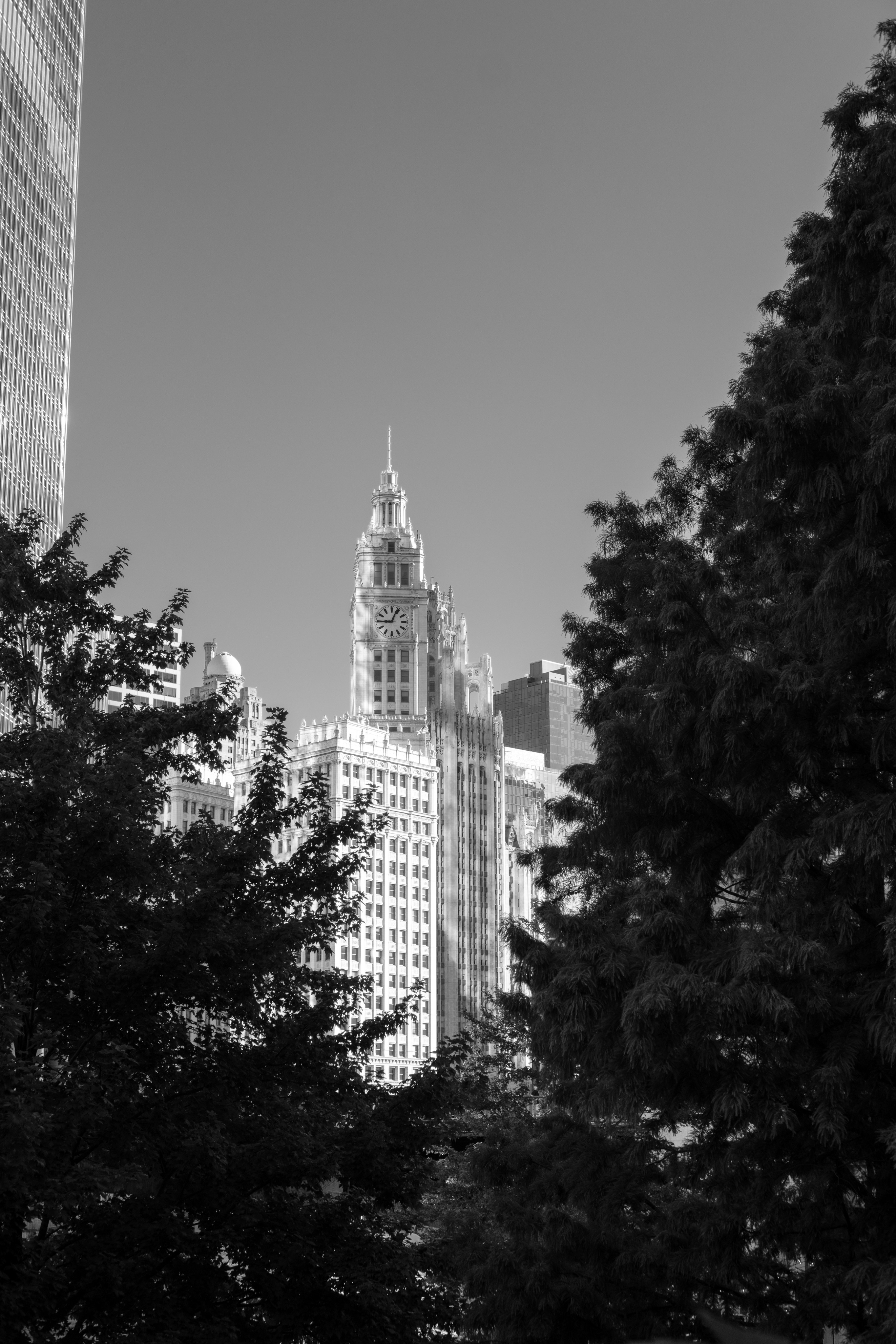 Skyline Sentinel: Central Clocktower Rising Through the Canopy