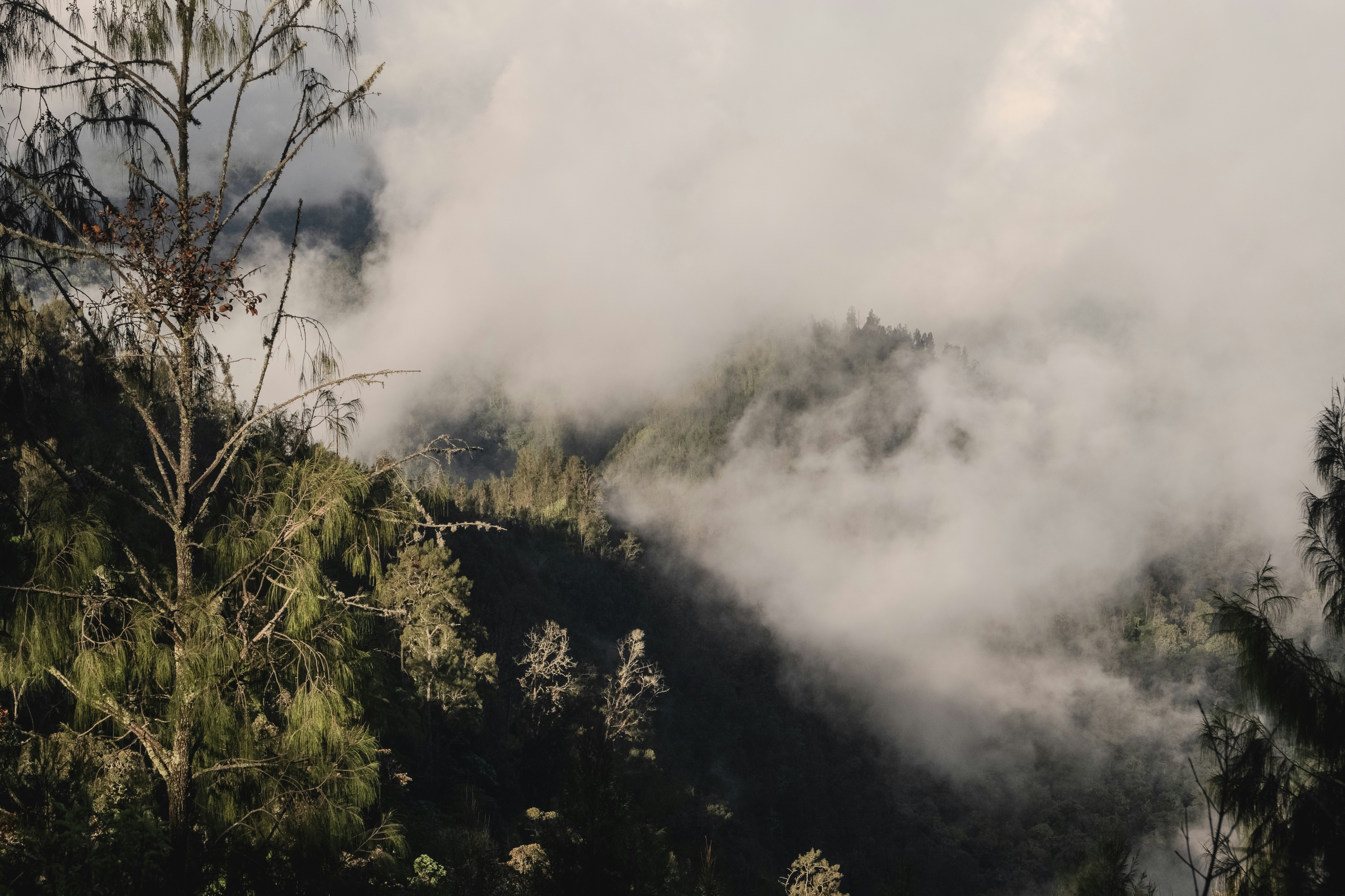 Hills surrounded by large clouds/mist, captured from Hiking Route of Ranu Kumbolo near Rest Post 2 and Rest Post 3.