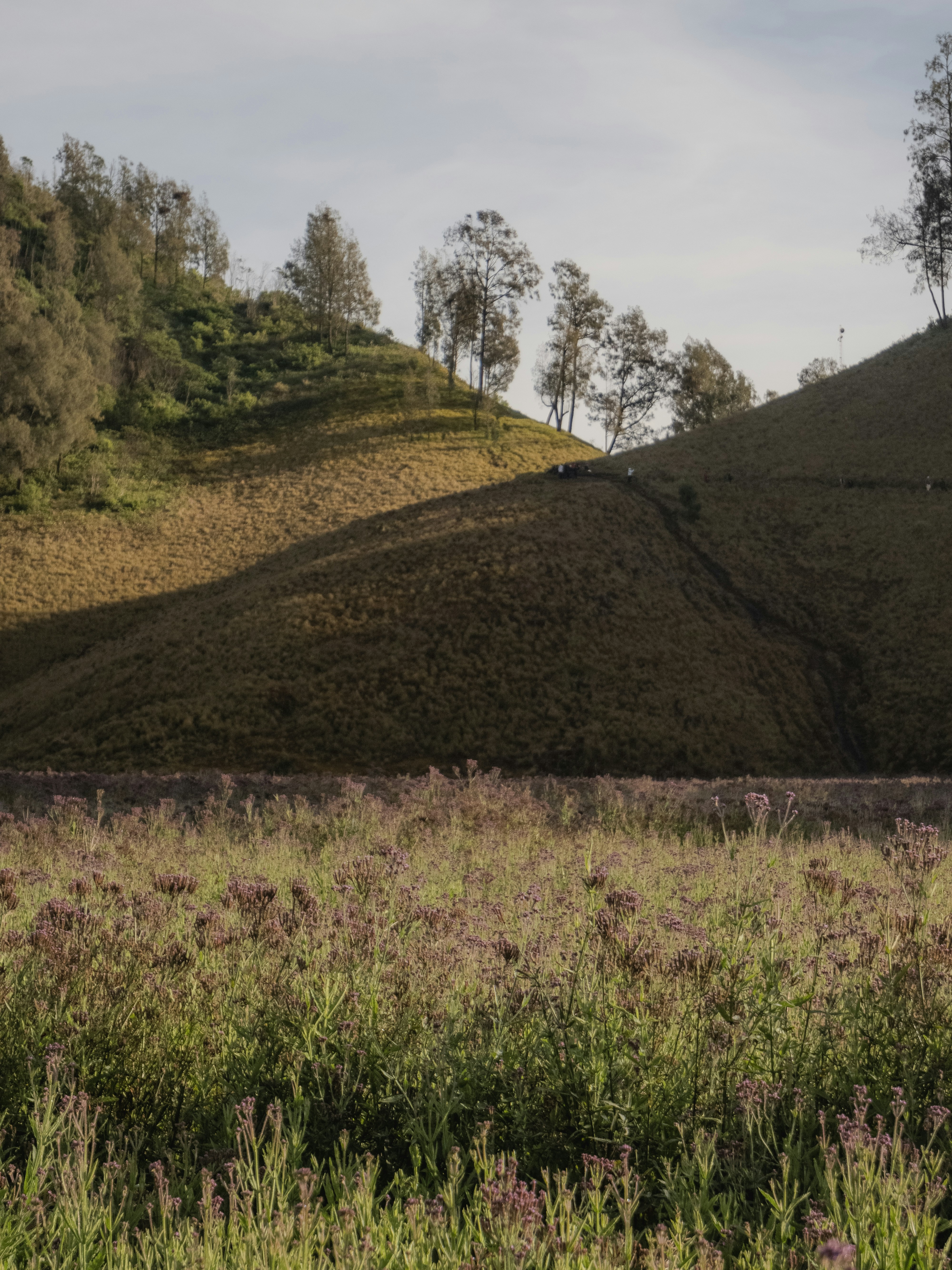 Sunlit Hillside Meadow with Lavender Crest