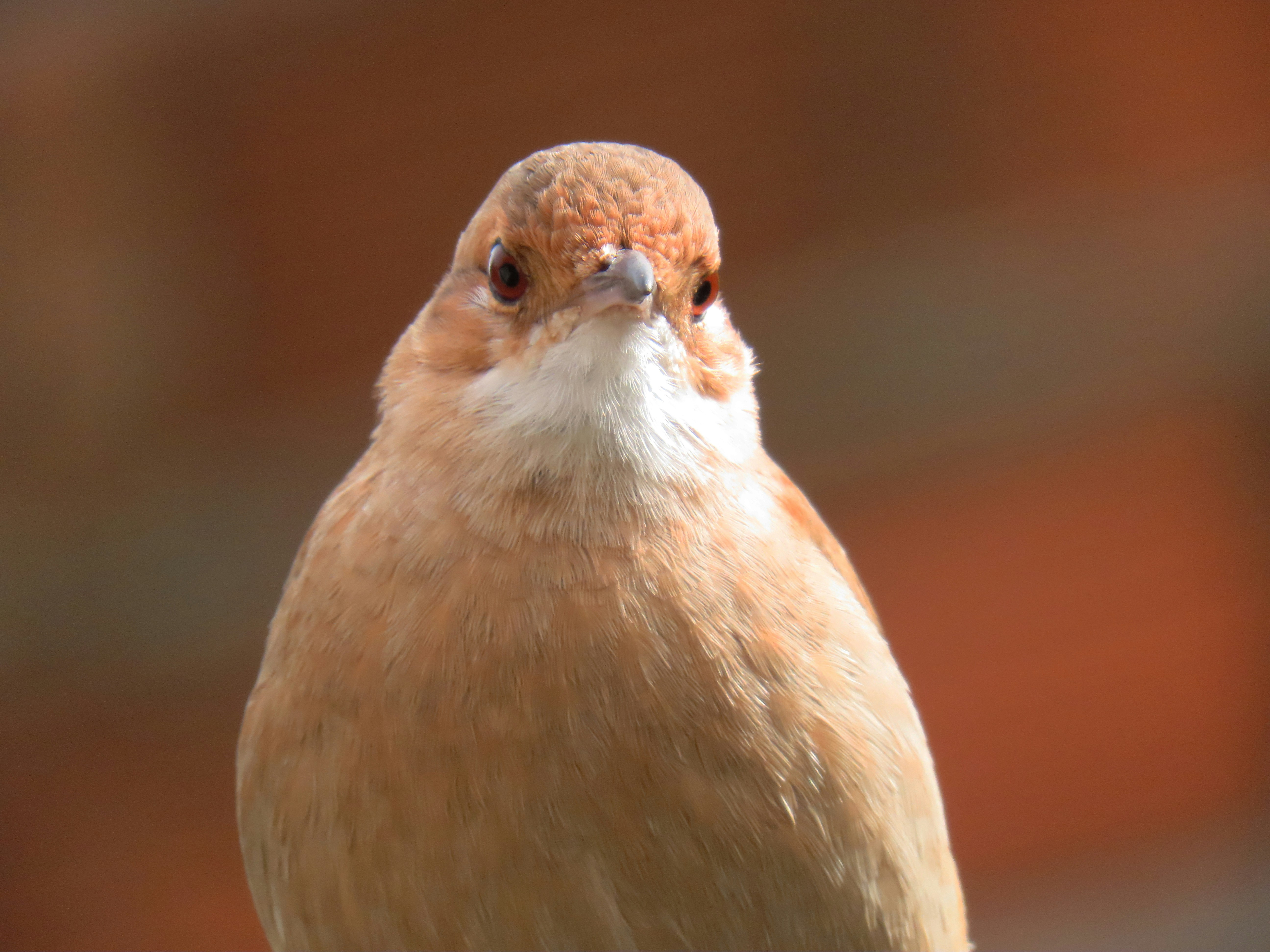 Curious Finch Gaze: A Closer Look at a Nutmeg-Toned Face