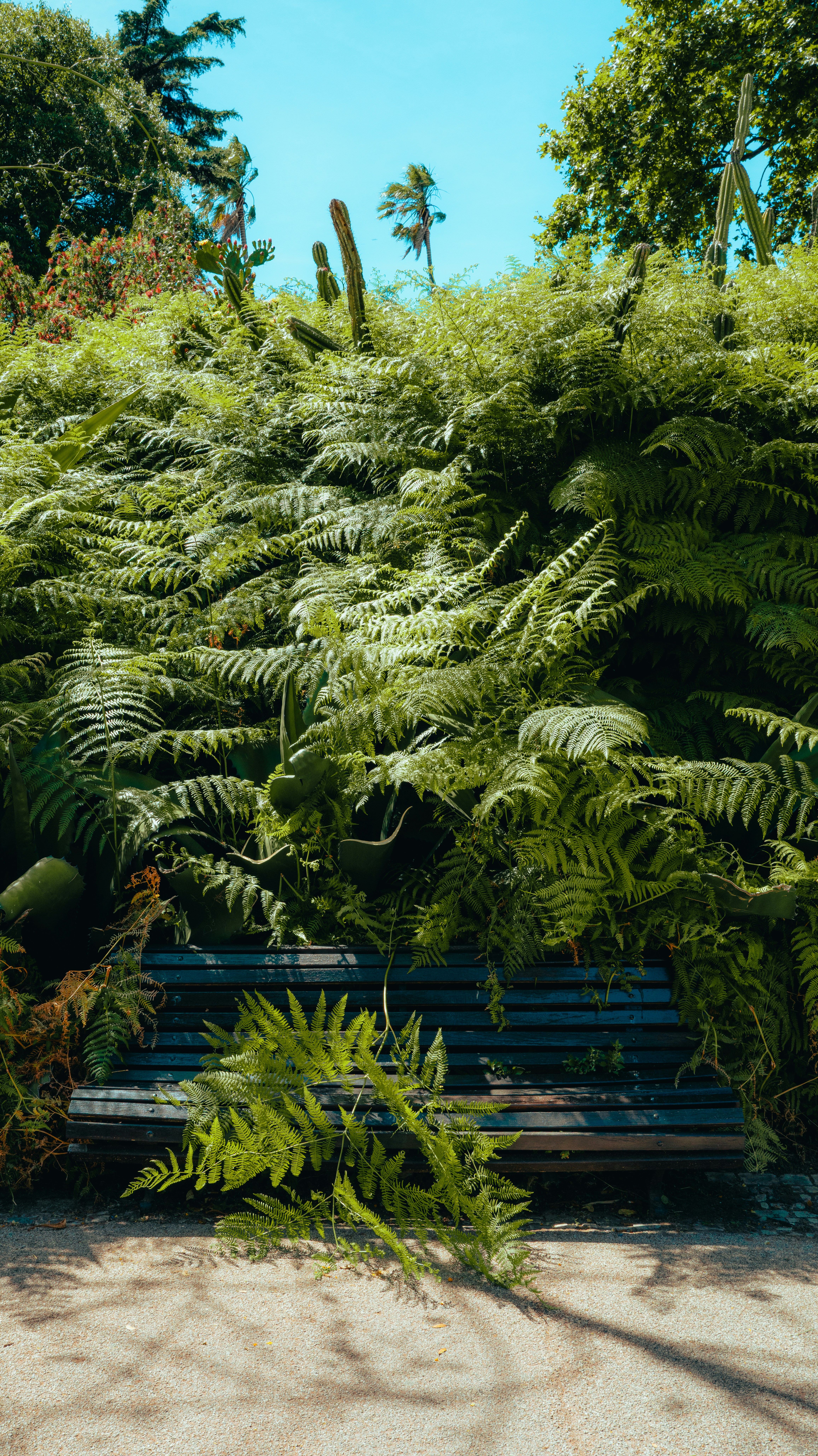 Overgrown Fern Curtain by the Bench
