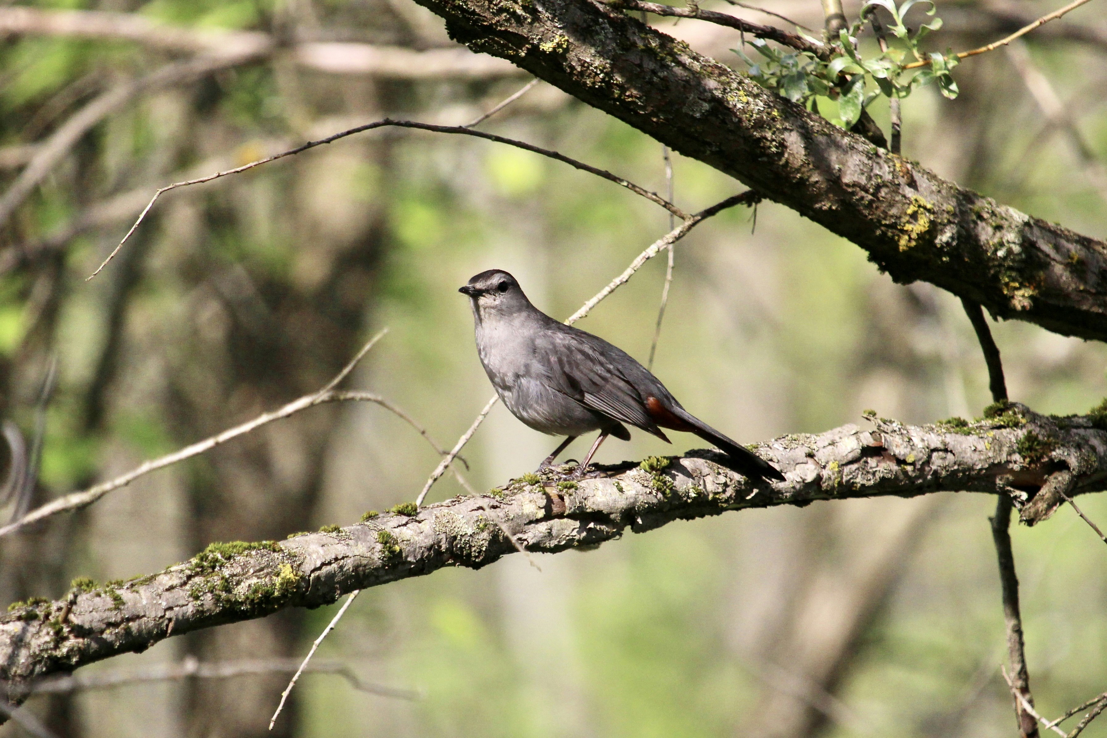 Grey Warbler perched on a mossy branch in dappled woodland