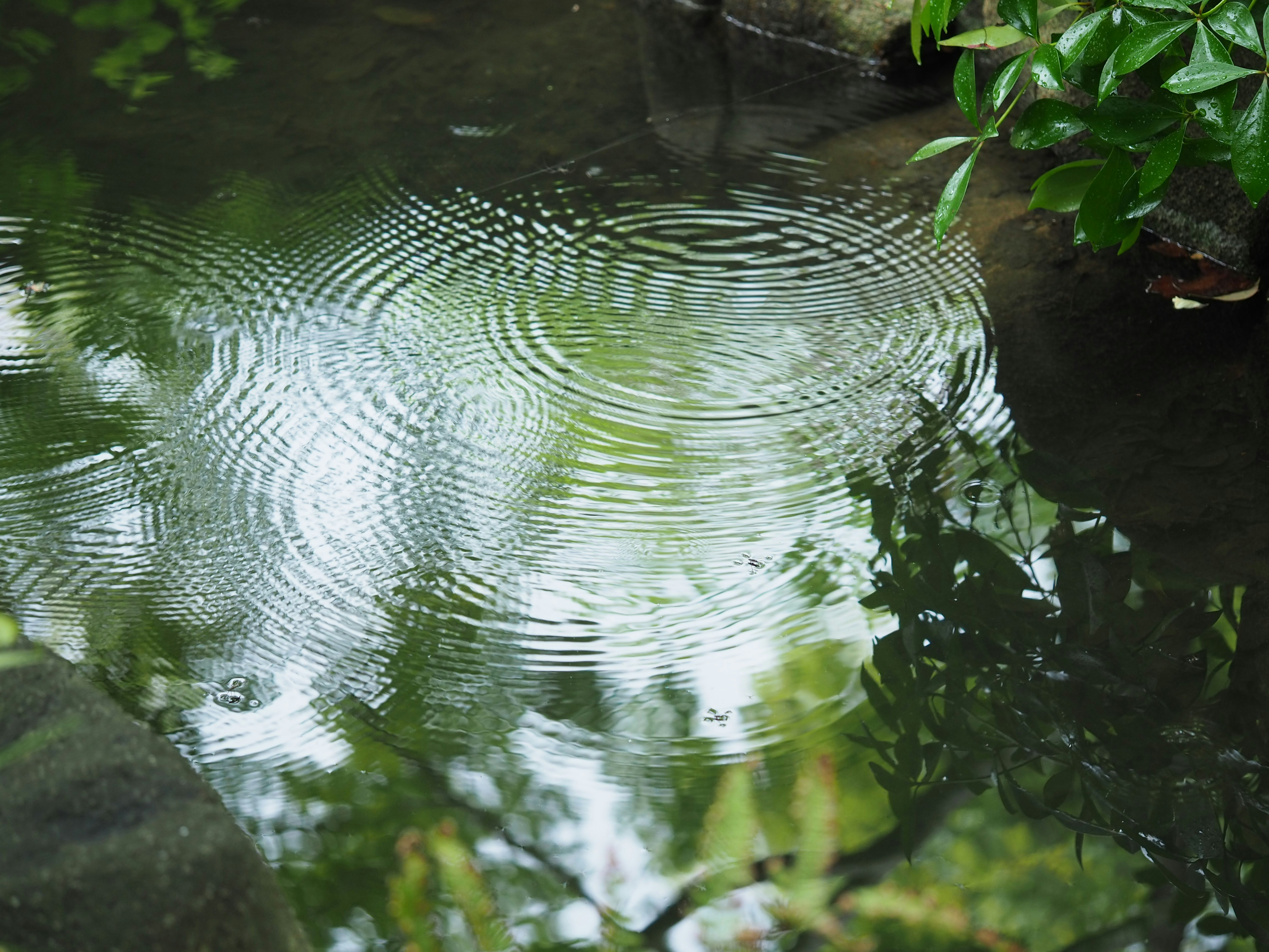 Delicate ripples expanding across a tranquil pond, catching the quiet reflection of lush green leaves. A fleeting moment of profound serenity and natural poetry.