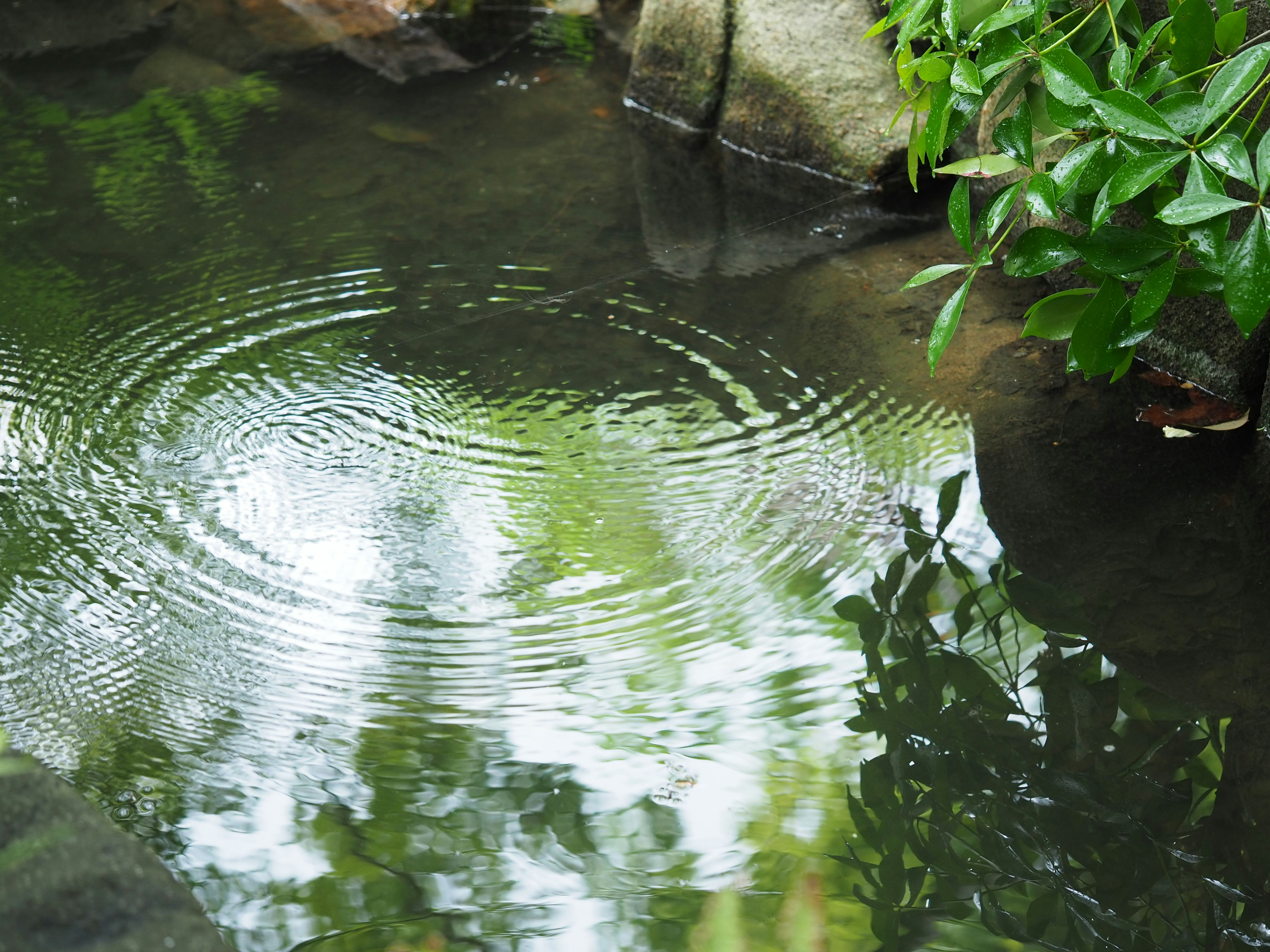 Ripples and Reflections in a Quiet Garden Pond
