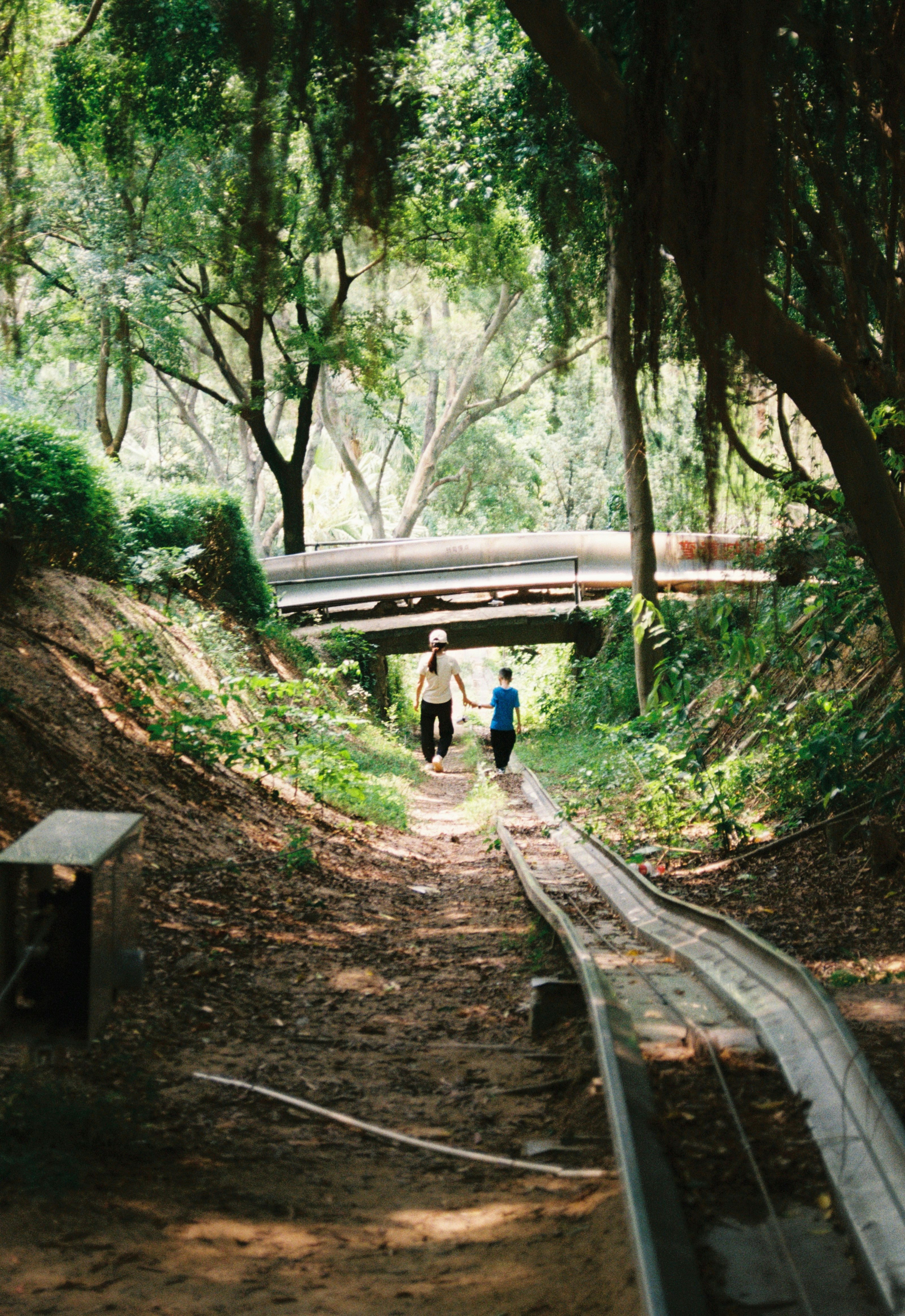 Trail to the Bridge: Companions on a Narrow Path