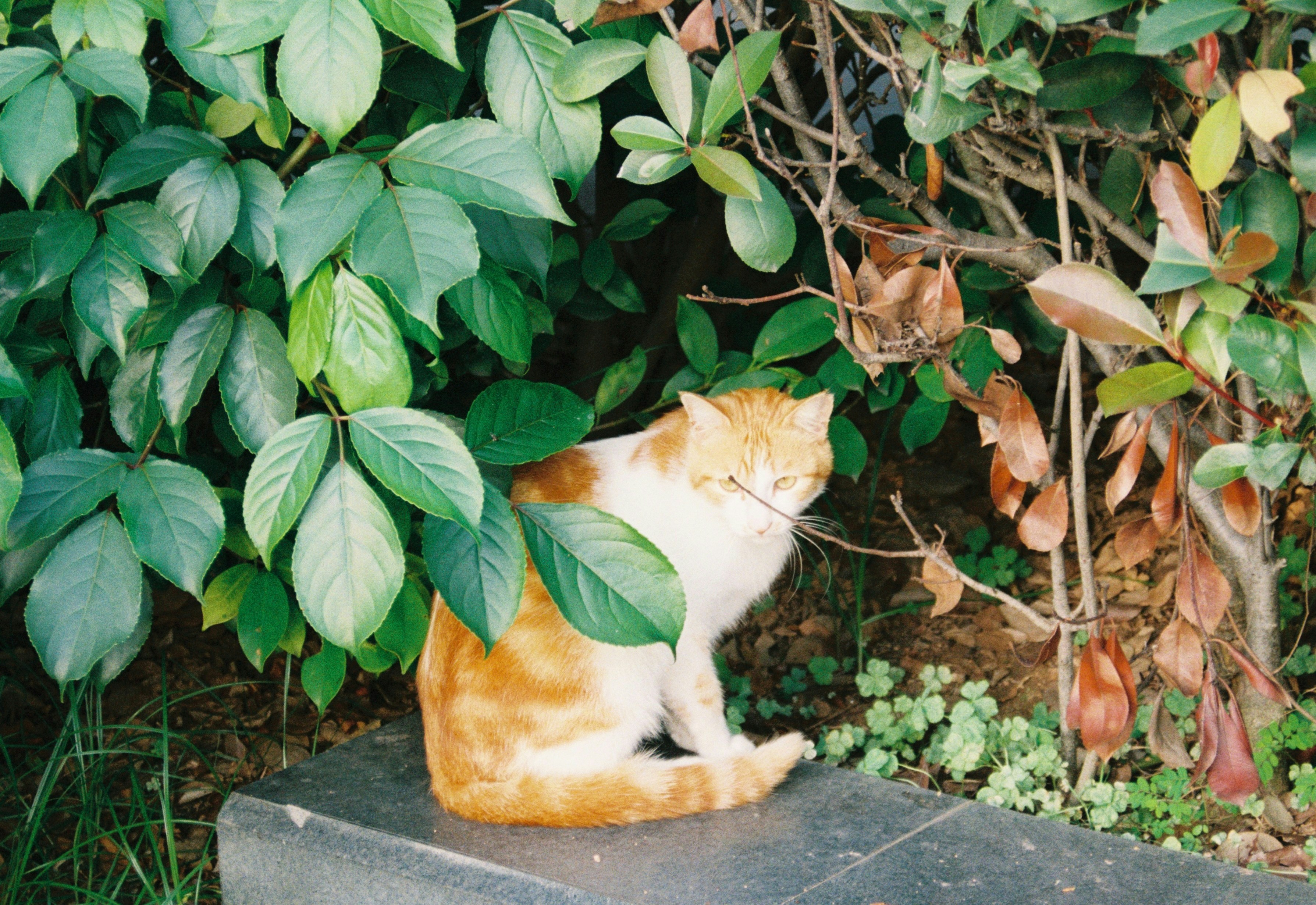 Amber-Eyed Conservatory Cat Basking Amid Greenery
