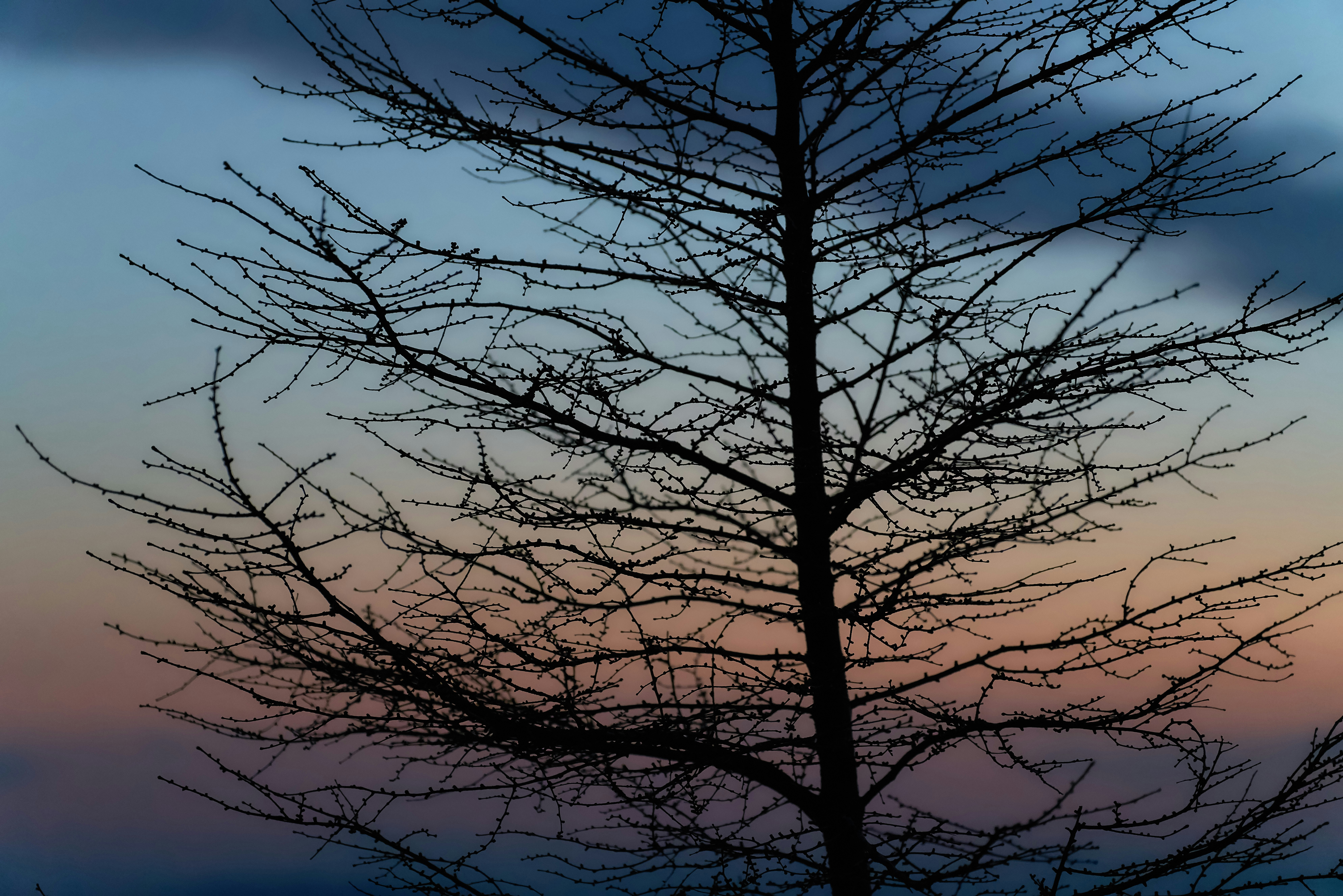 Silhouette in Twilight: Bare Branches Against a Gradient Sky