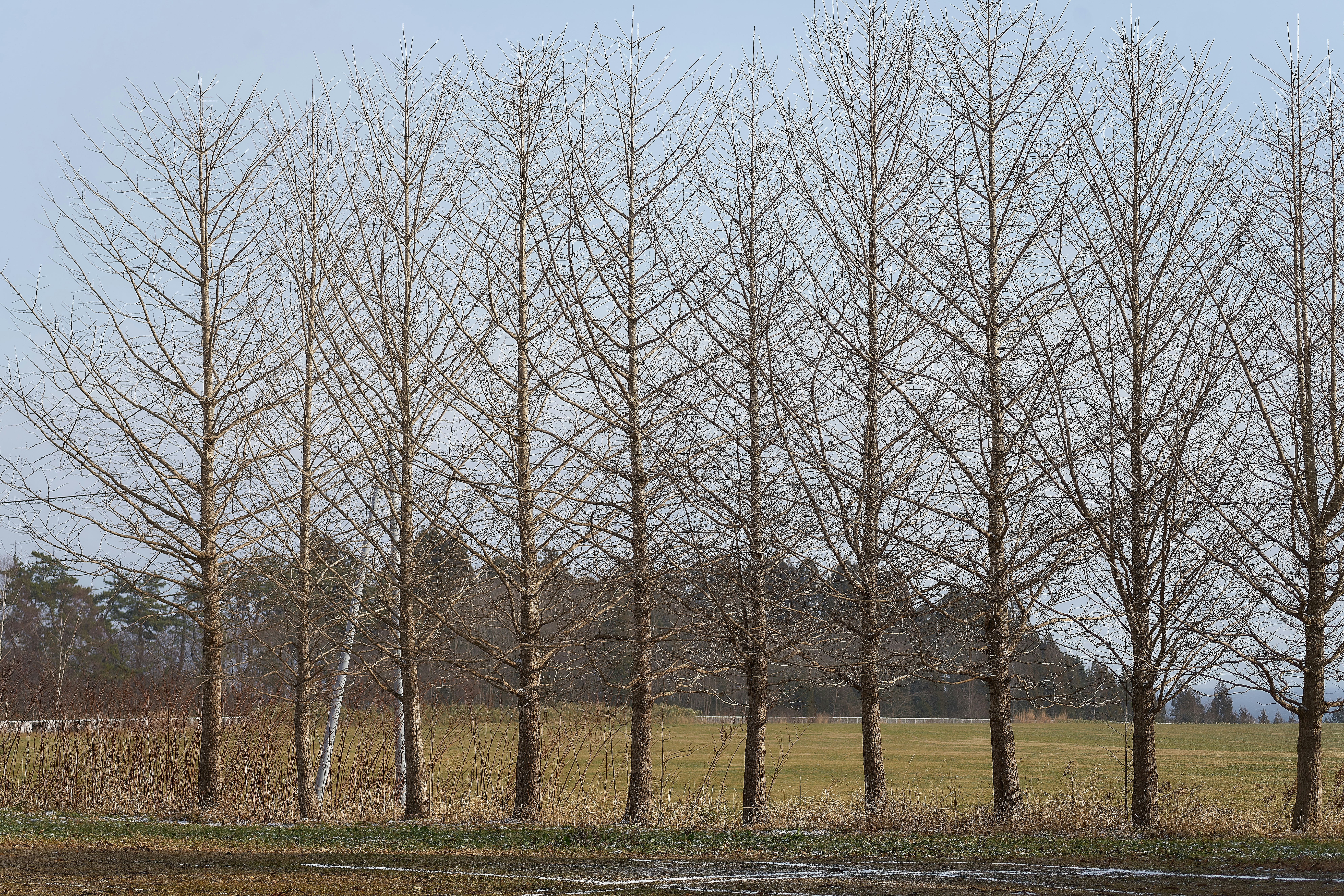 Line of Silent Branches in Winter Field