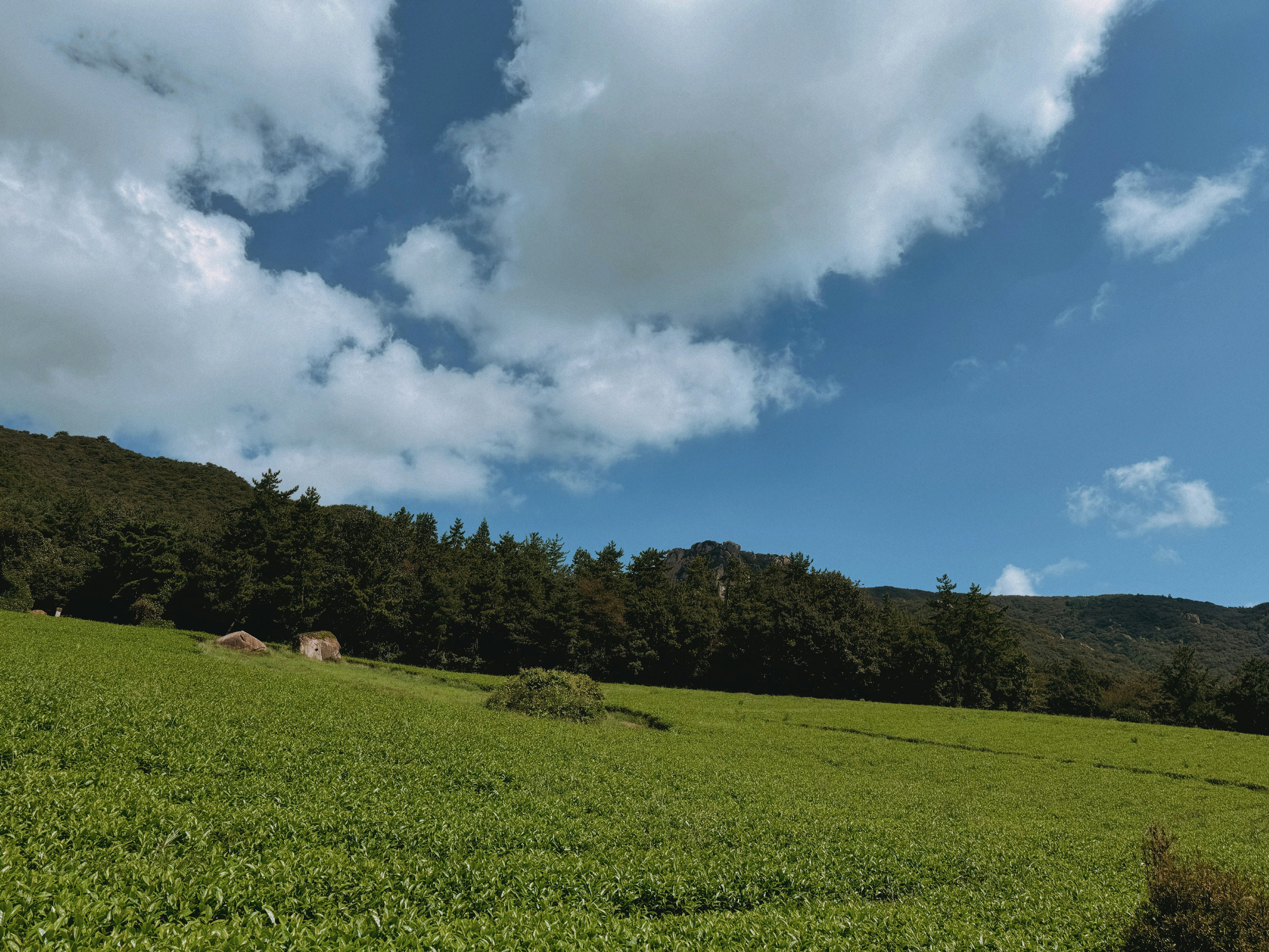 Rolling meadow under a bright noon sky with distant tree line