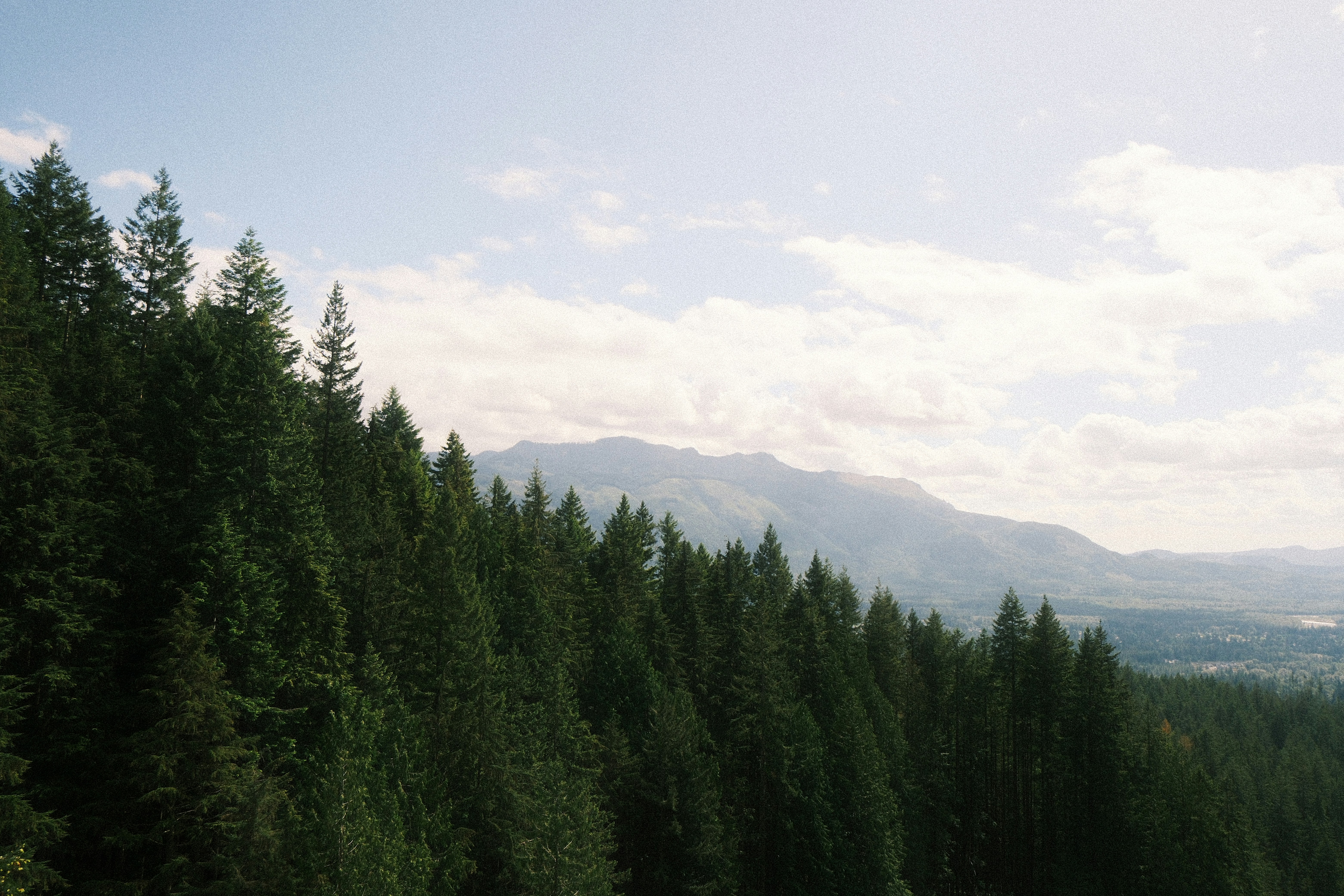 Edge of the Pines Beneath a Quiet Sky