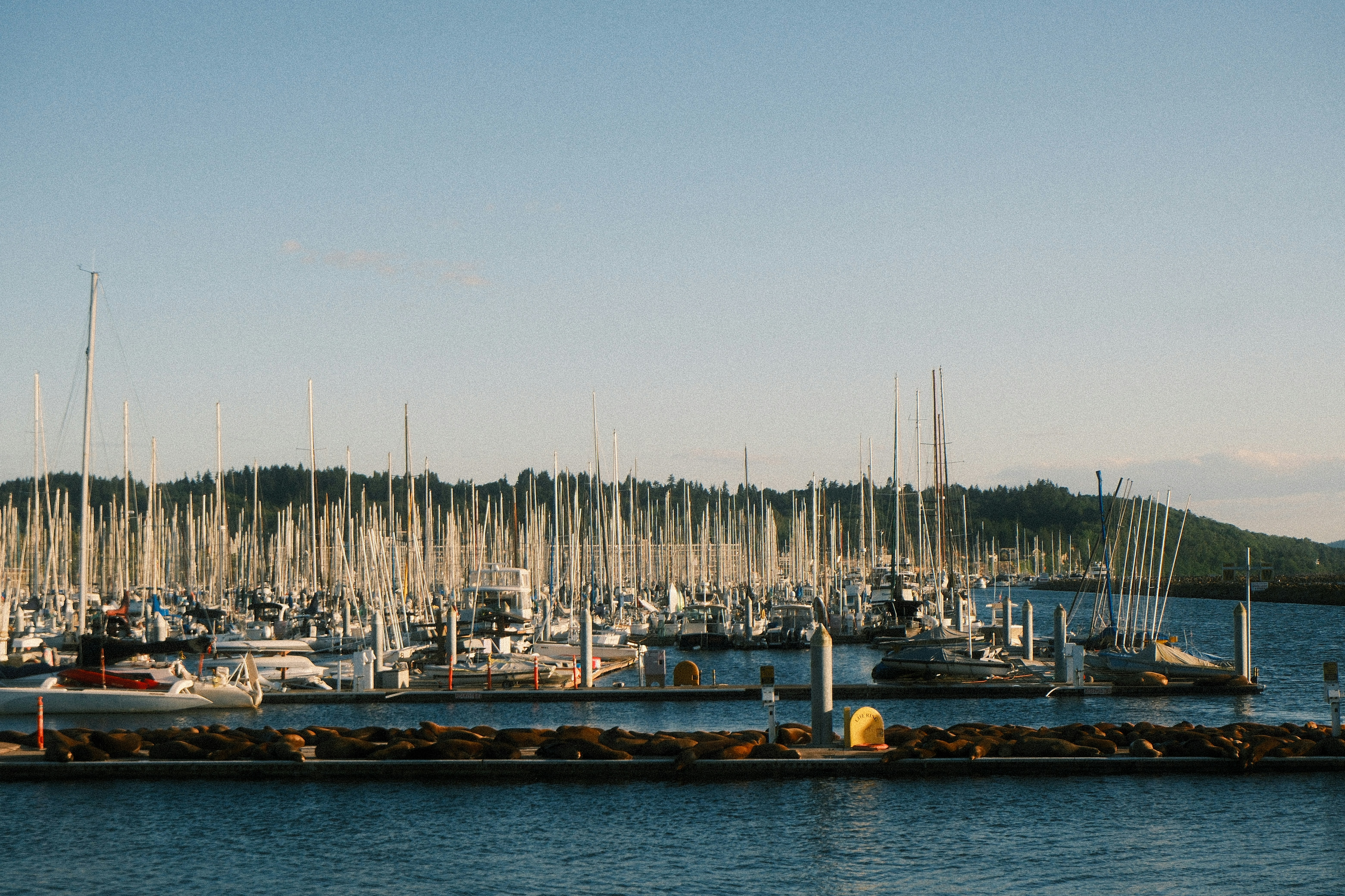 Sailboats and yachts docked in a busy marina.