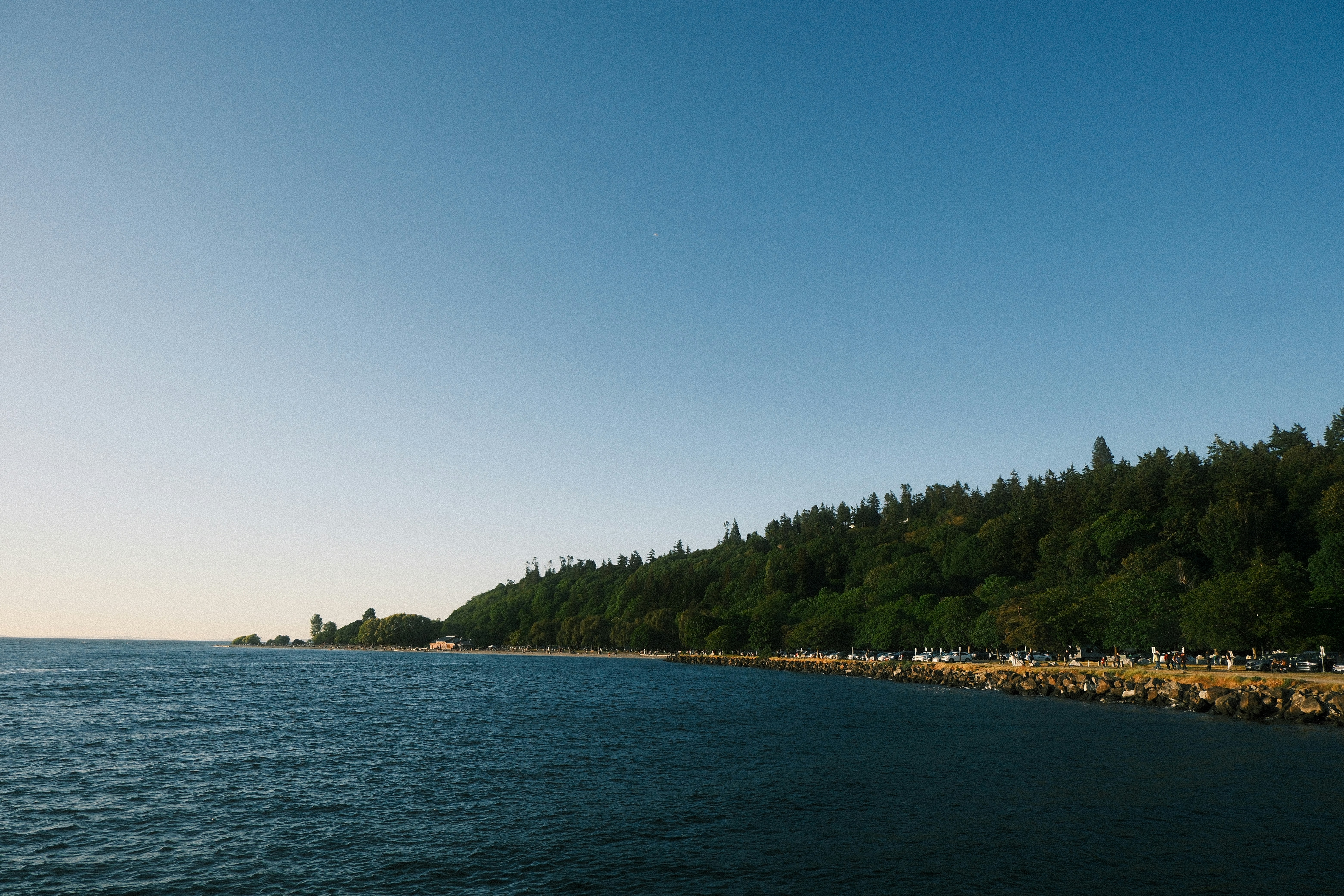 Coastal Horizon: A Quiet Shore Framed by Pine and Sea