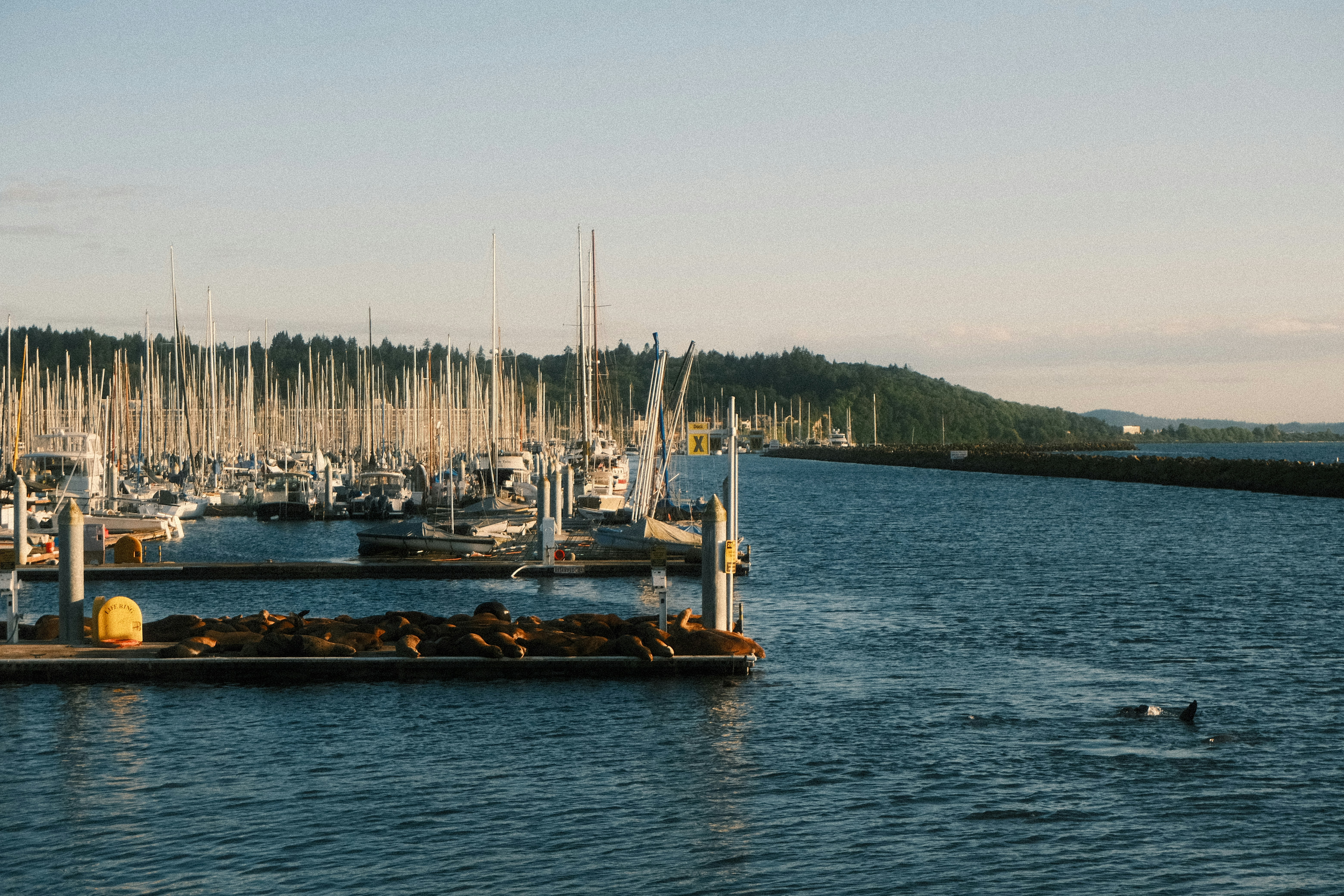 Harbor Horizon: Boats, Breakwater, and Quiet Blue