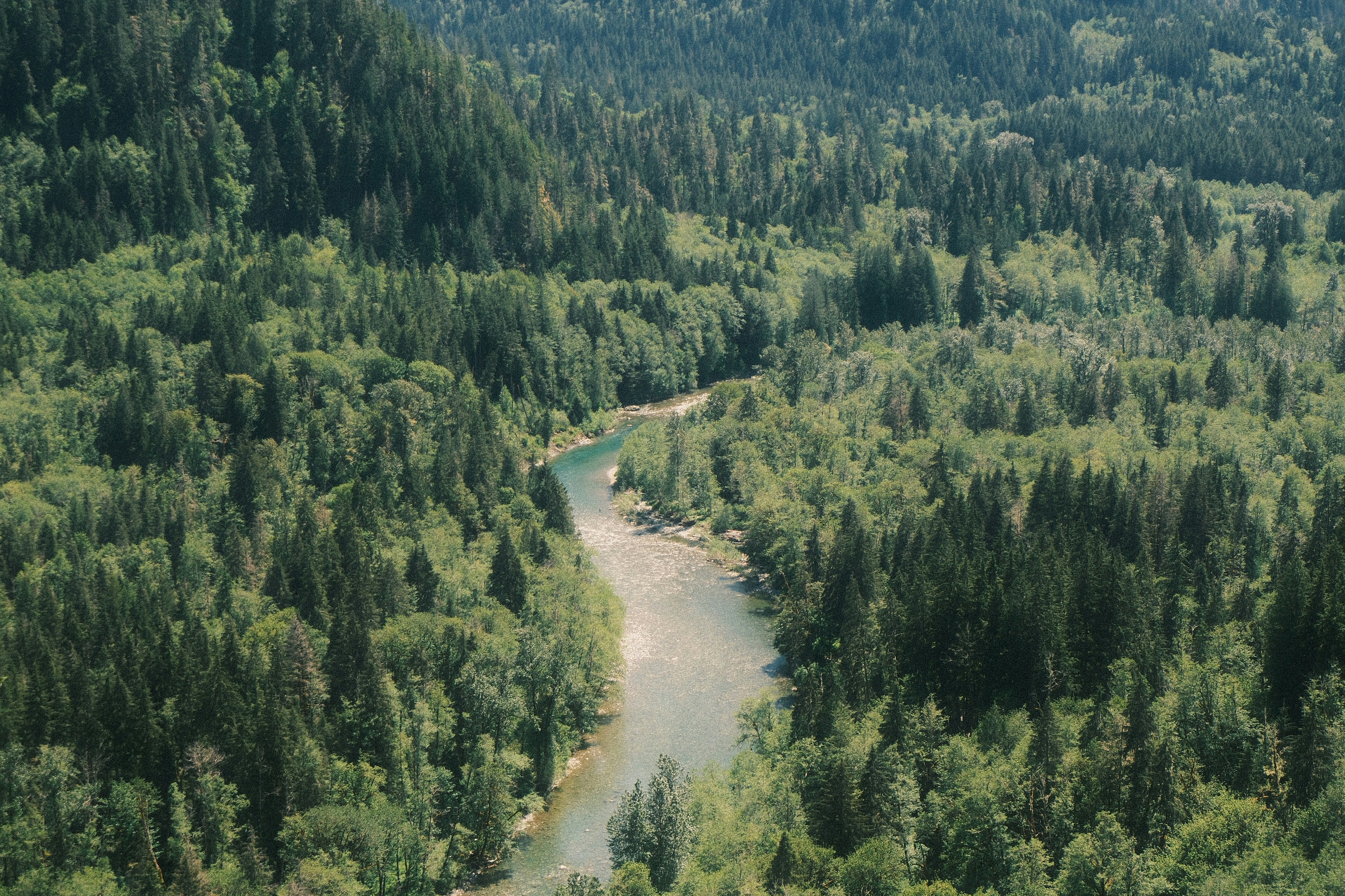 Meandering River Through a Pine Forest Corridor