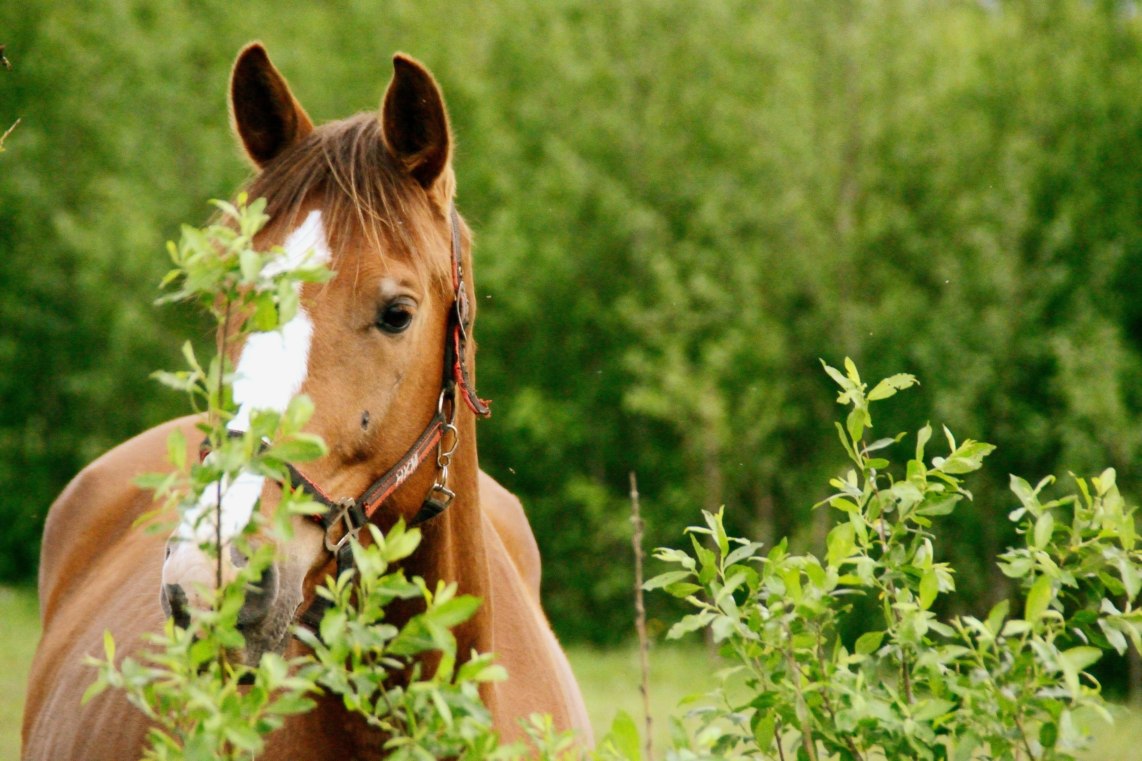 Horseside Glade: Quiet gaze through the foliage