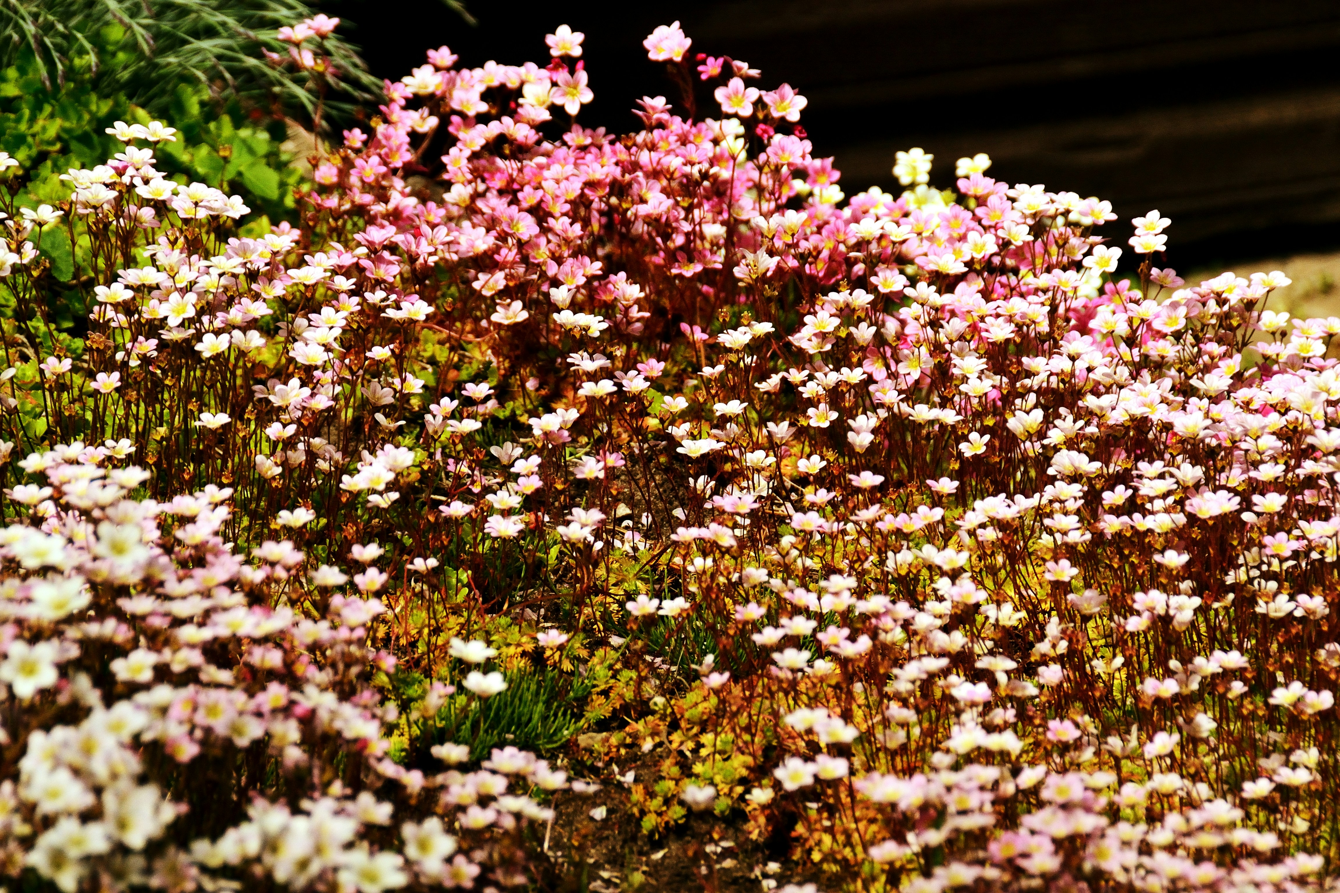 Sunlit Carpet of Tiny Pink Blooms
