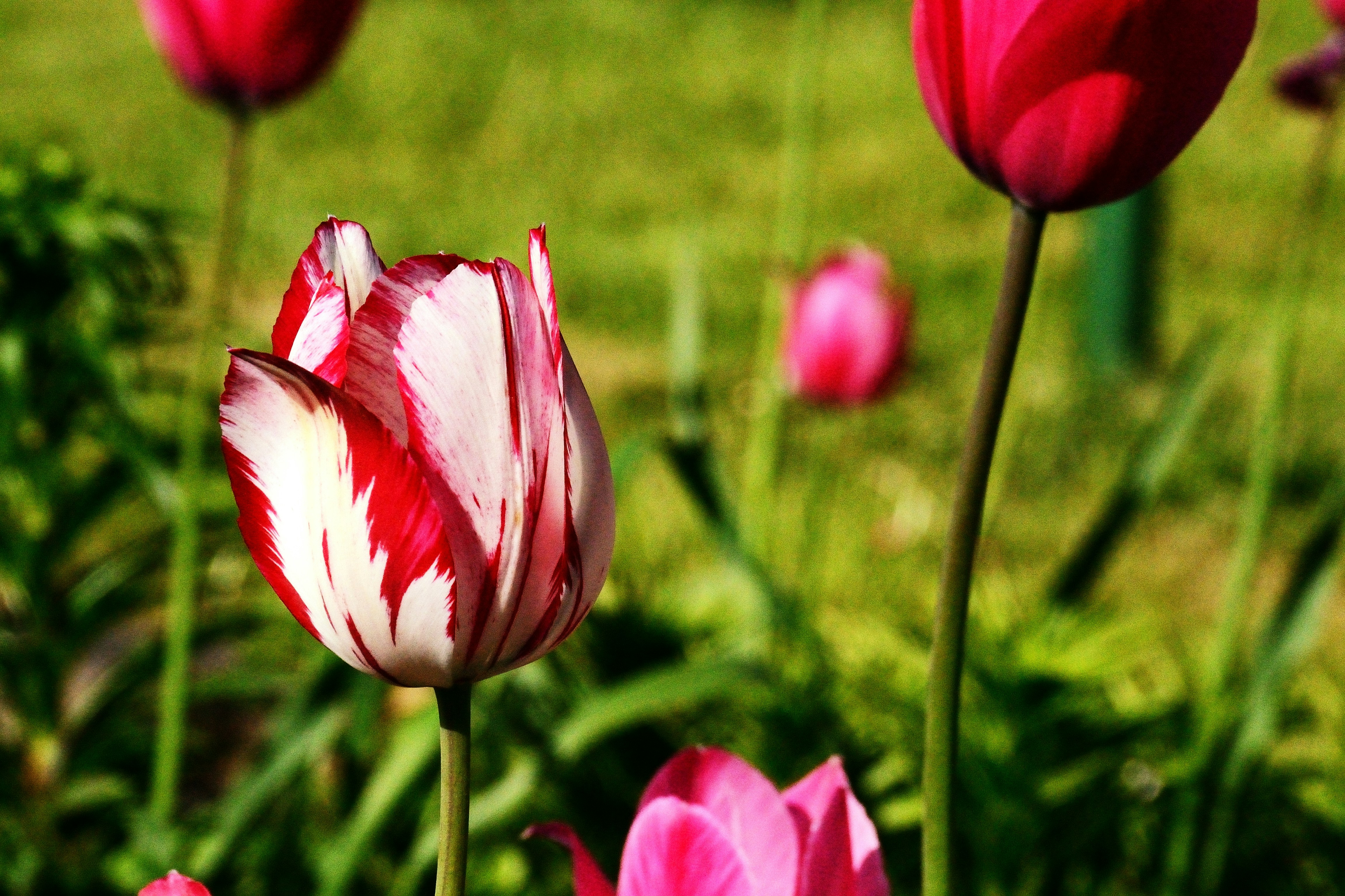 Crimson and Ivory Tulip in a Sunlit Field