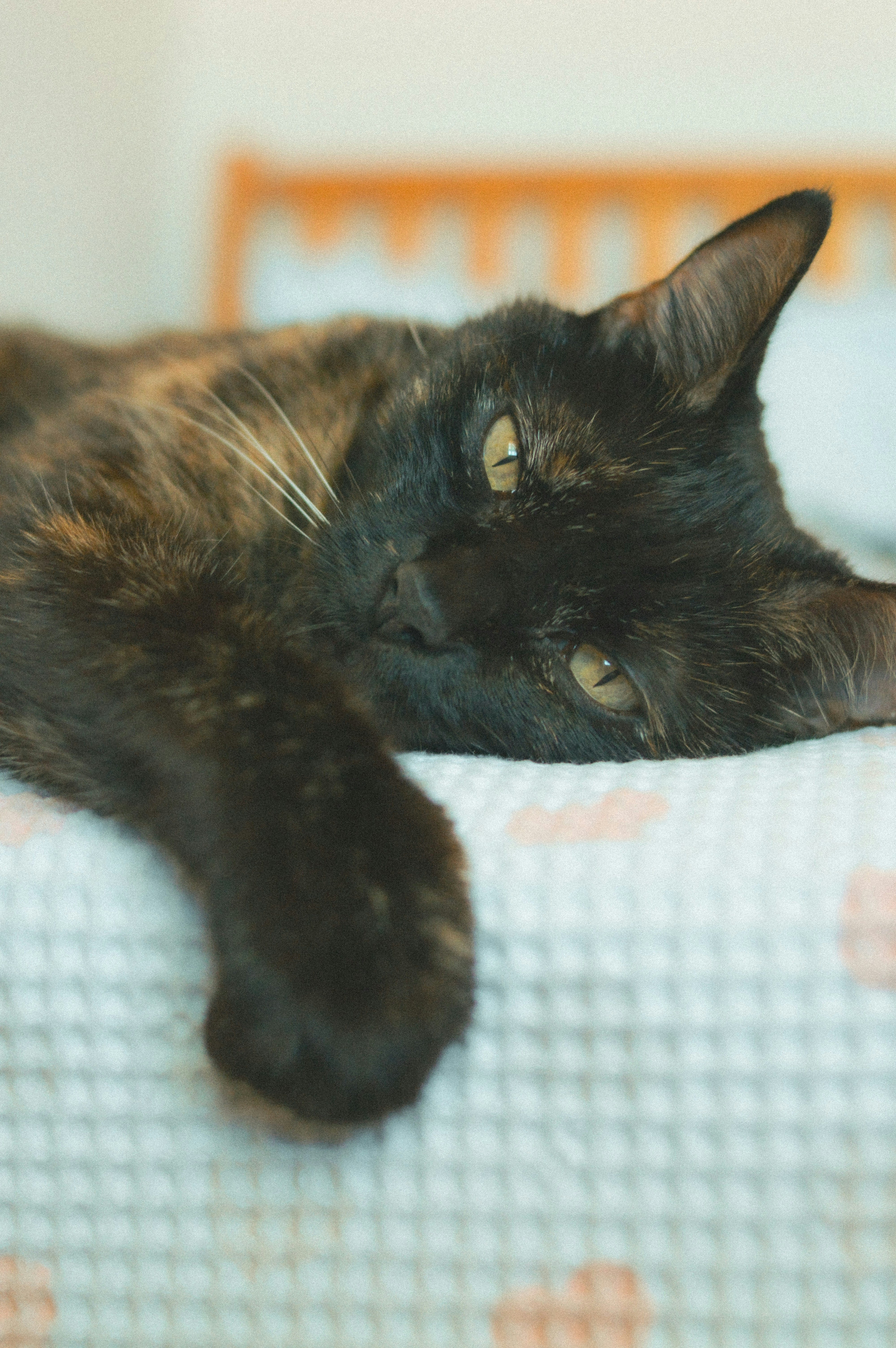 Languid Black Cat in Soft Focus on a Cozy Morning