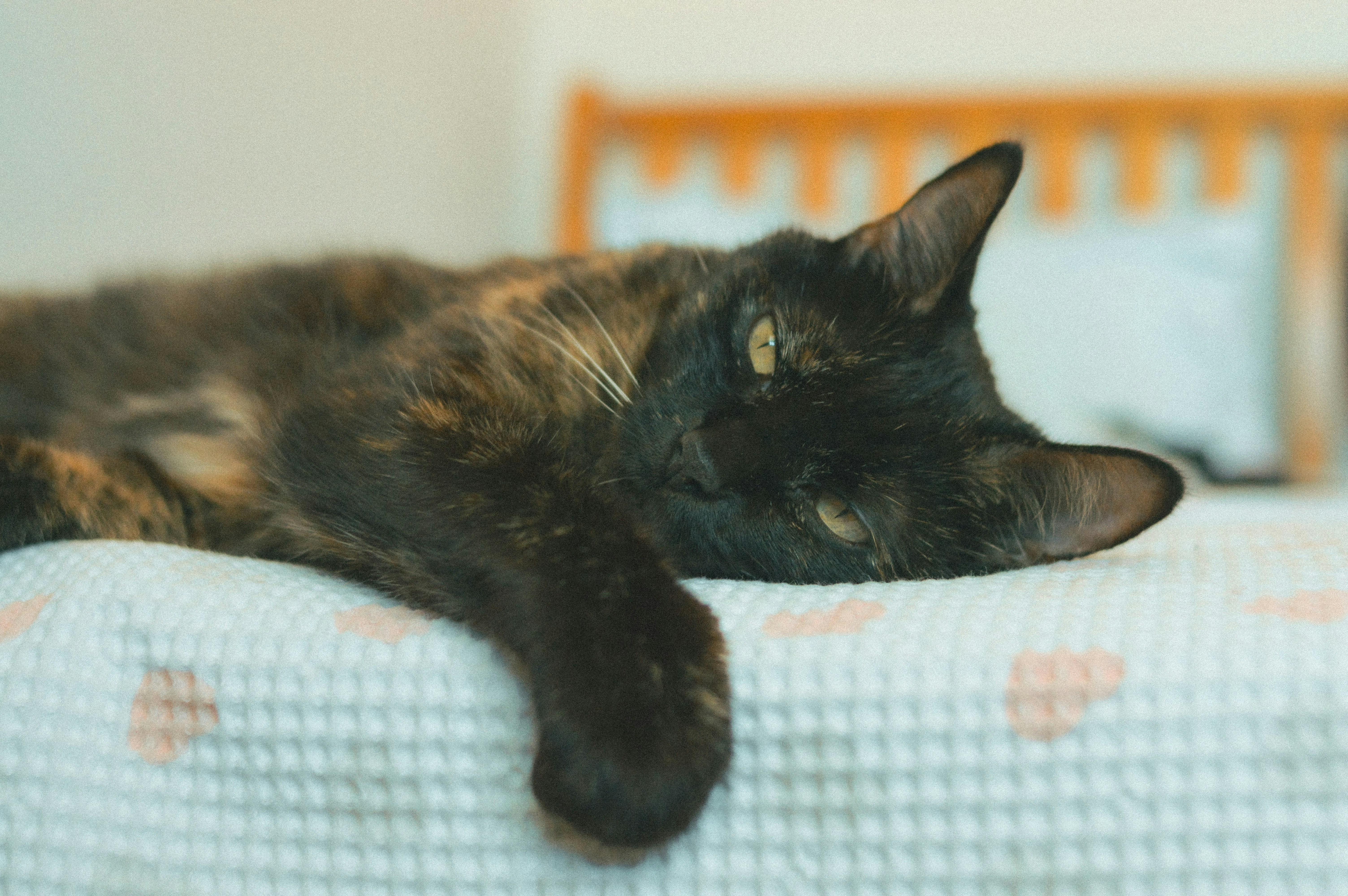 Muted Velvet: A Restful Black Cat on a Light-Textured Bedspread