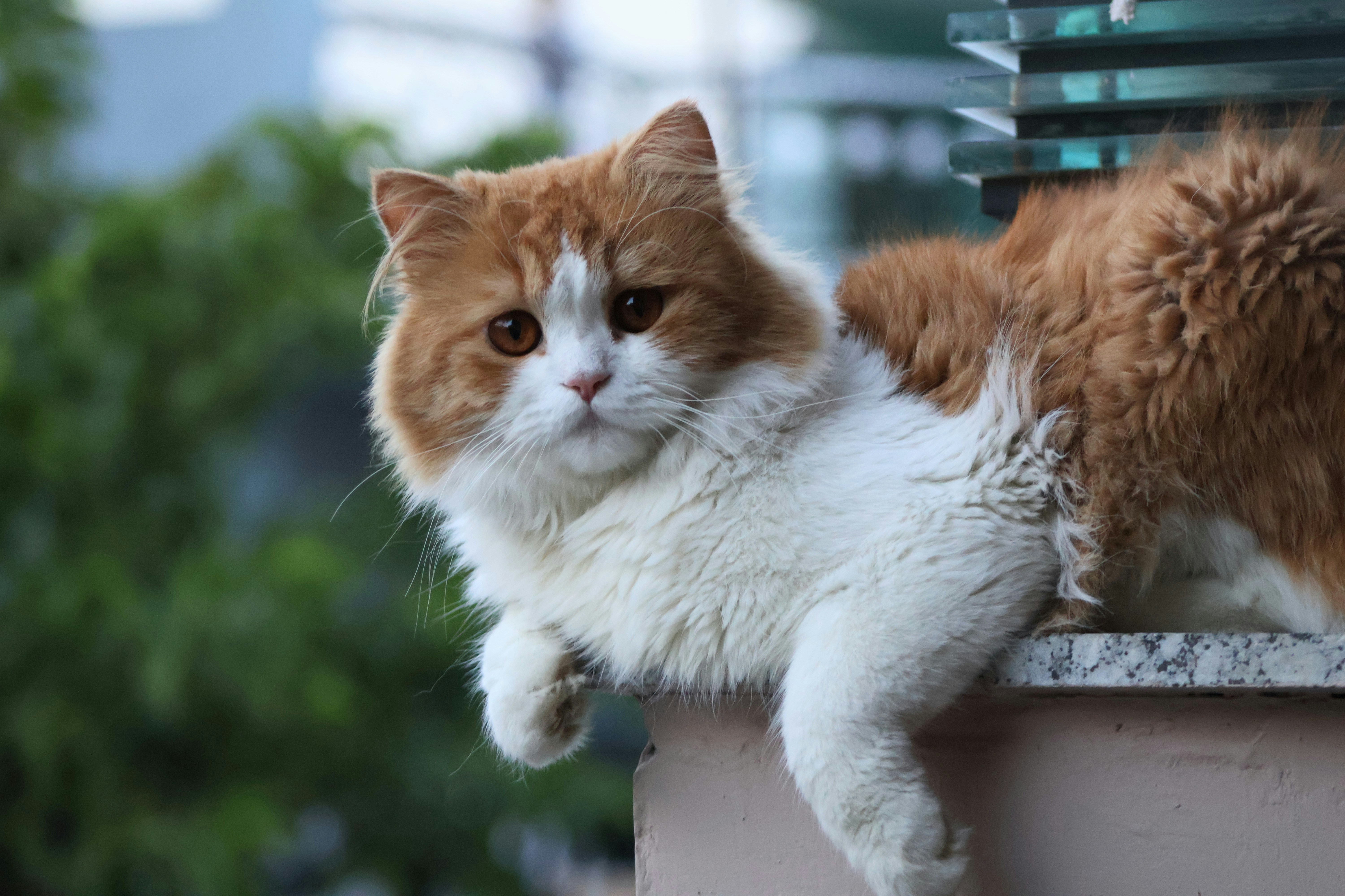 Ragdoll mix breed cat