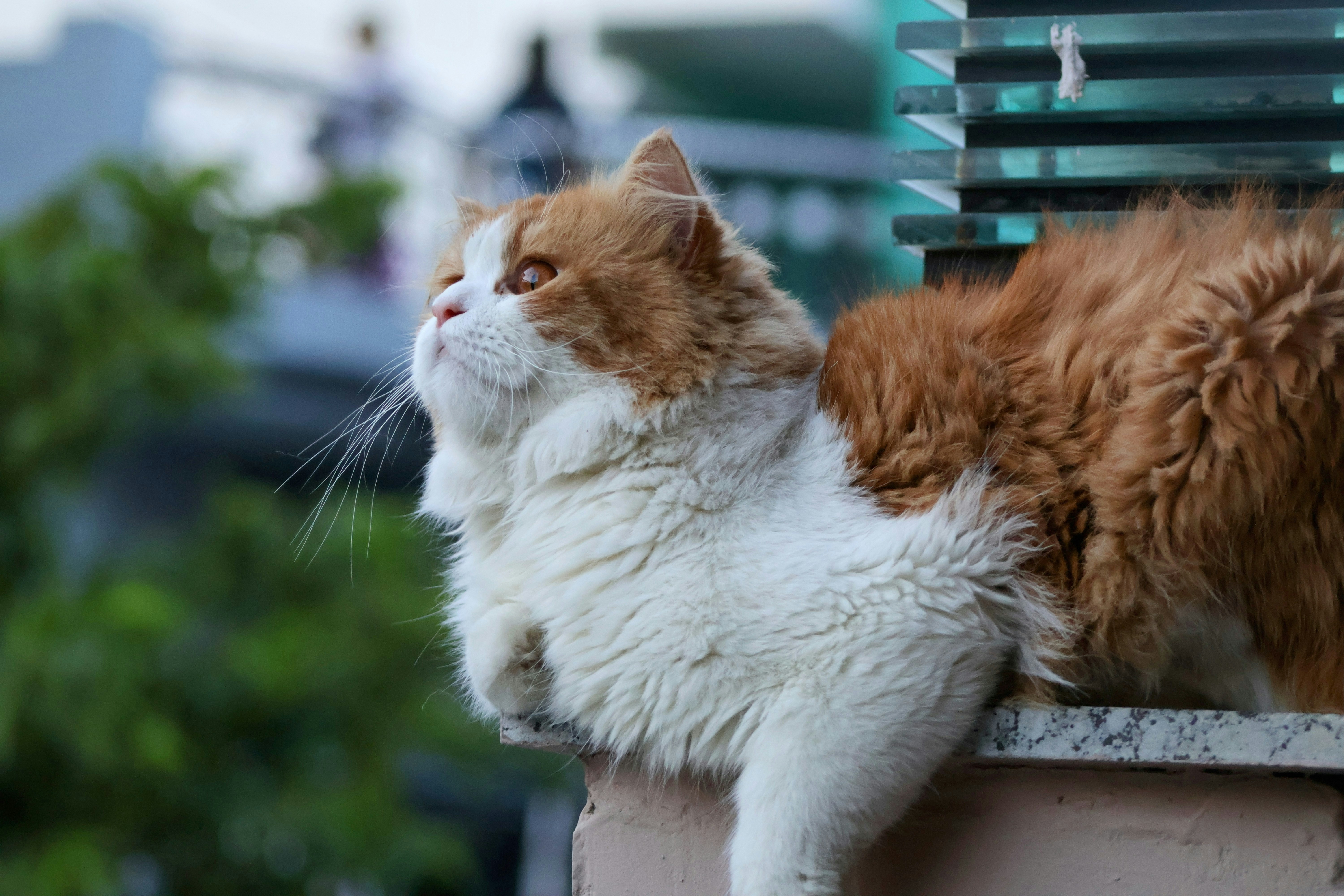 Sunlit Gaze: The Orange-White Feline Perched on a Balcony