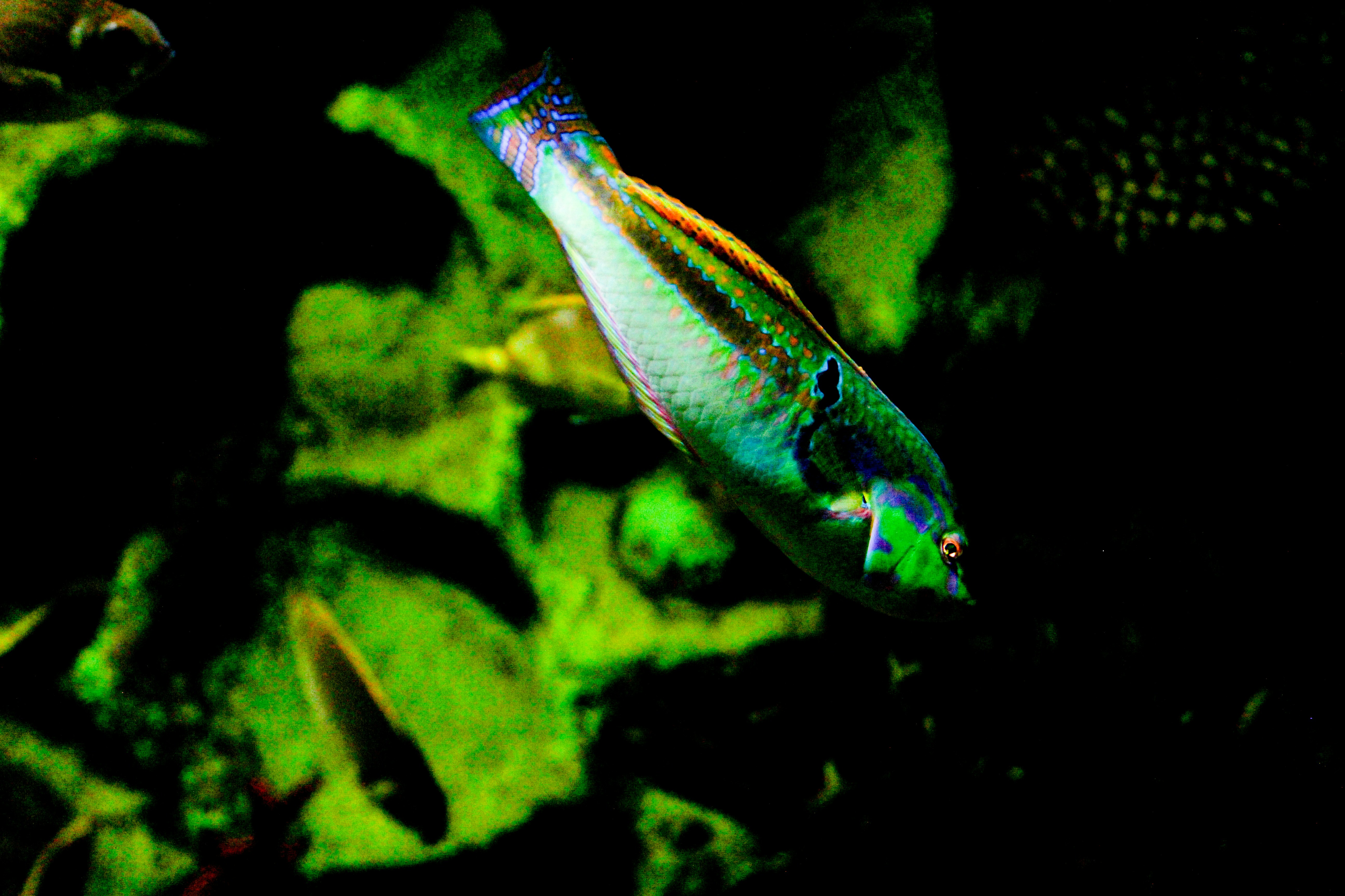 Azure Dancer: a vivid reef fish in motion