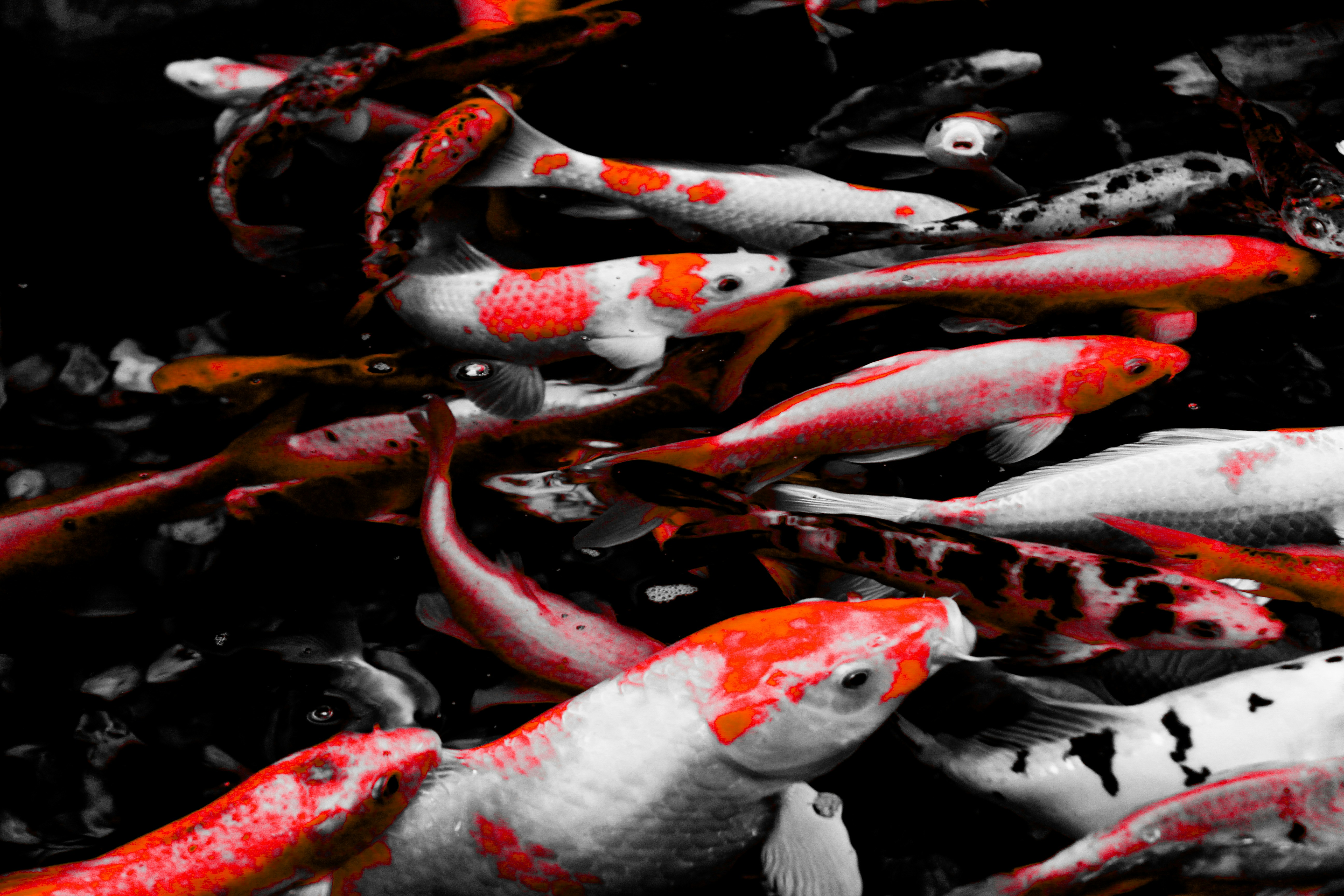 Koi Congestion: Crimson Peaks on a Dark River