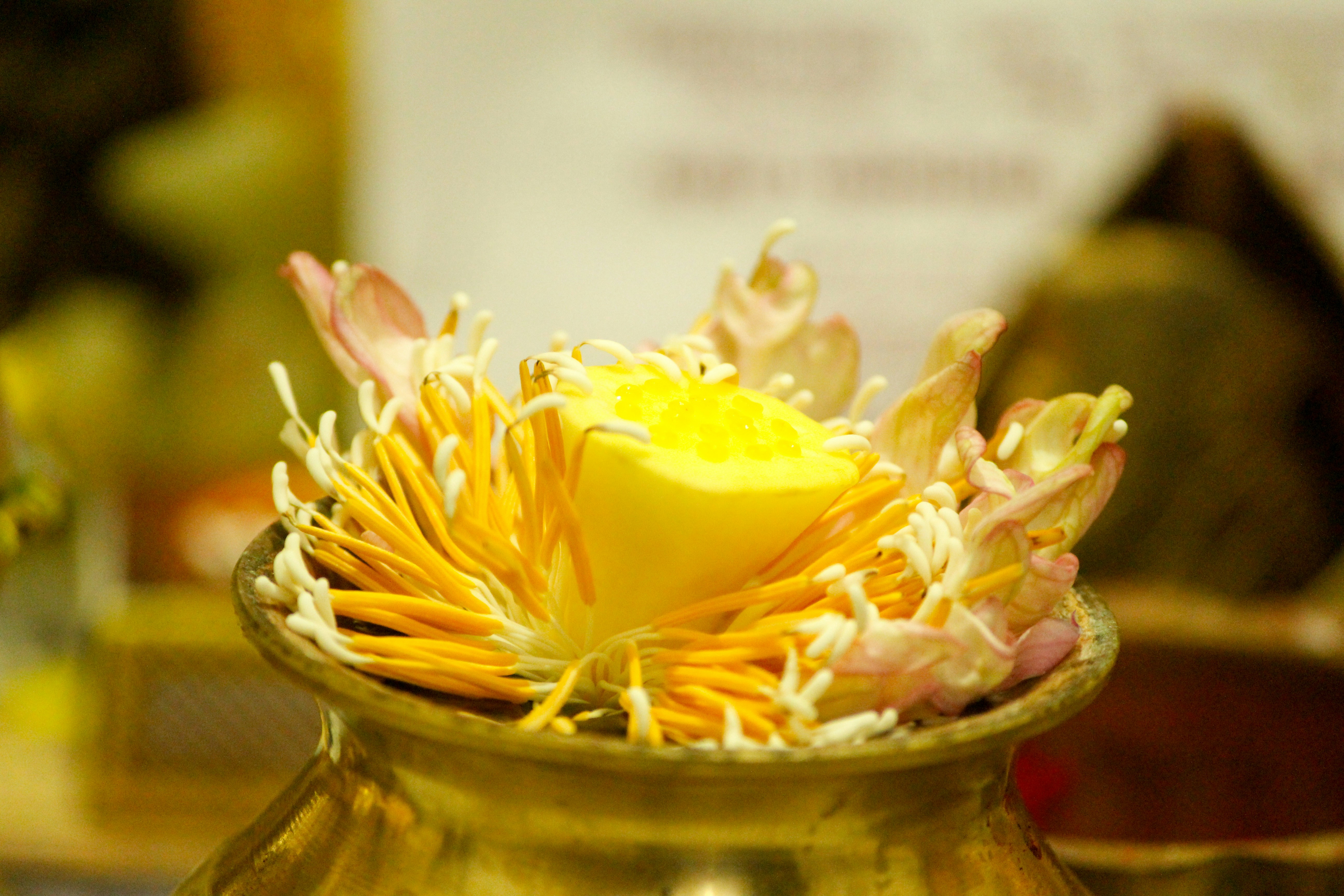 Golden Bloom in a Brass Vessel