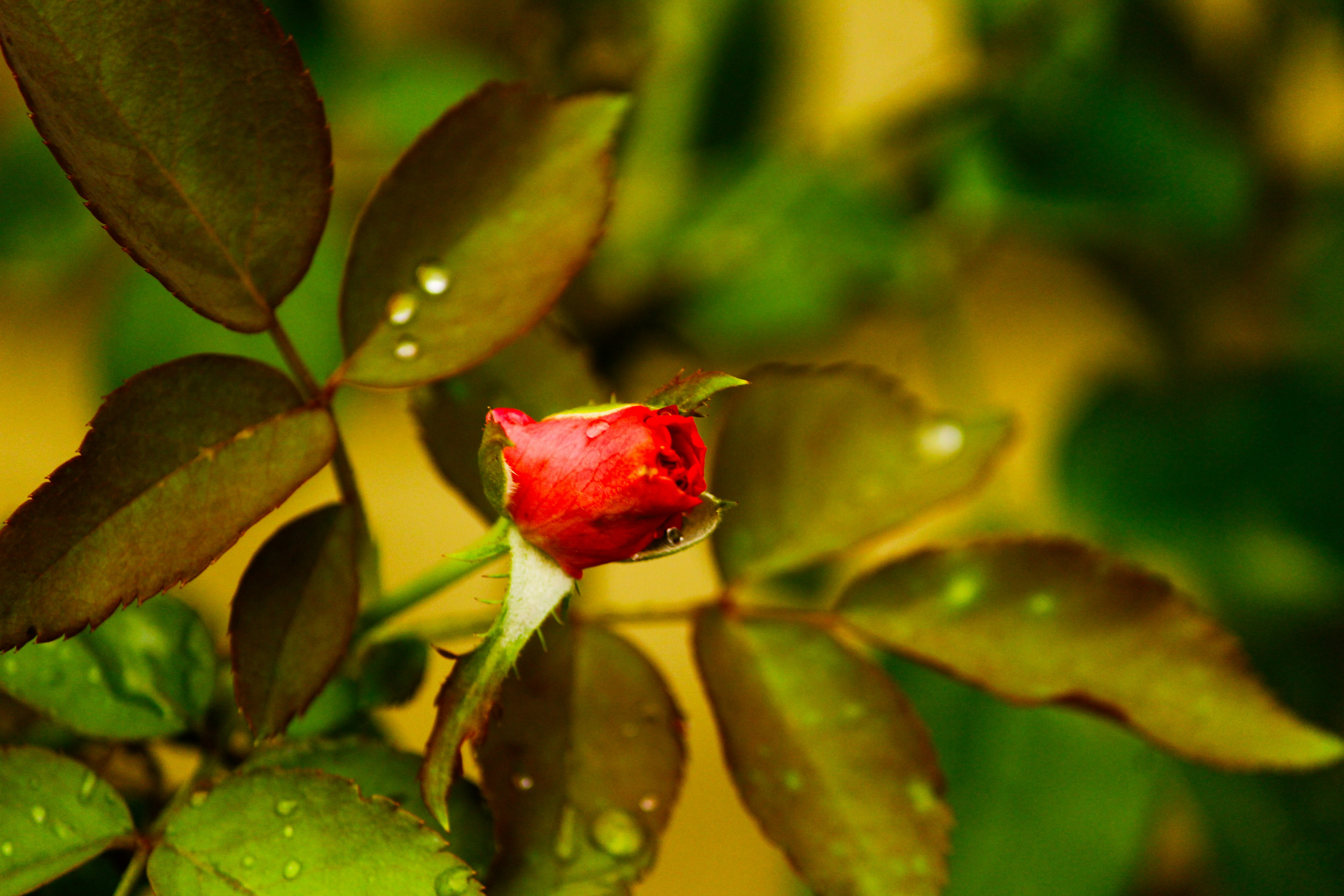 Crimson Bud Amid Dew-kissed Leaves