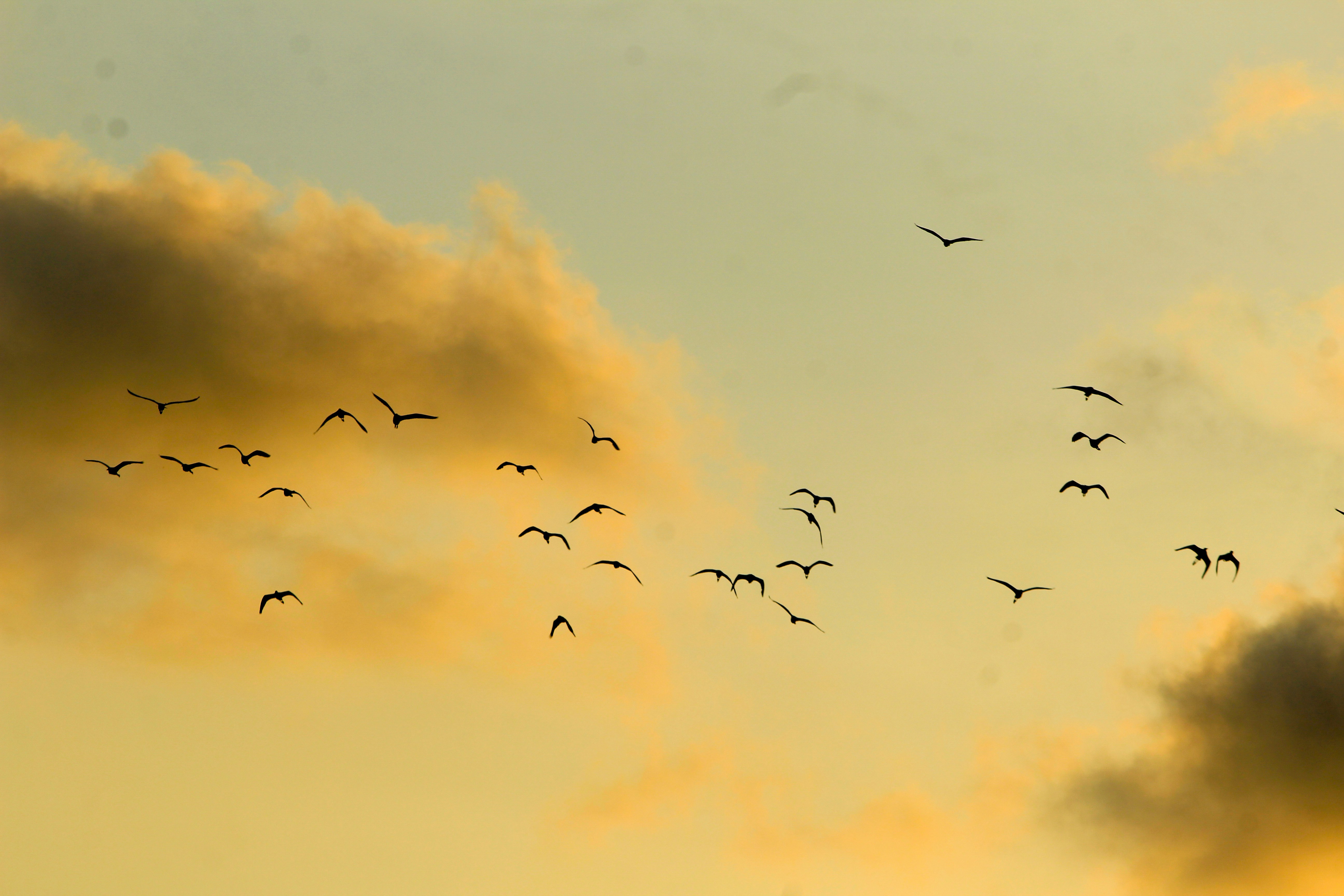 V-formation in Amber Skies