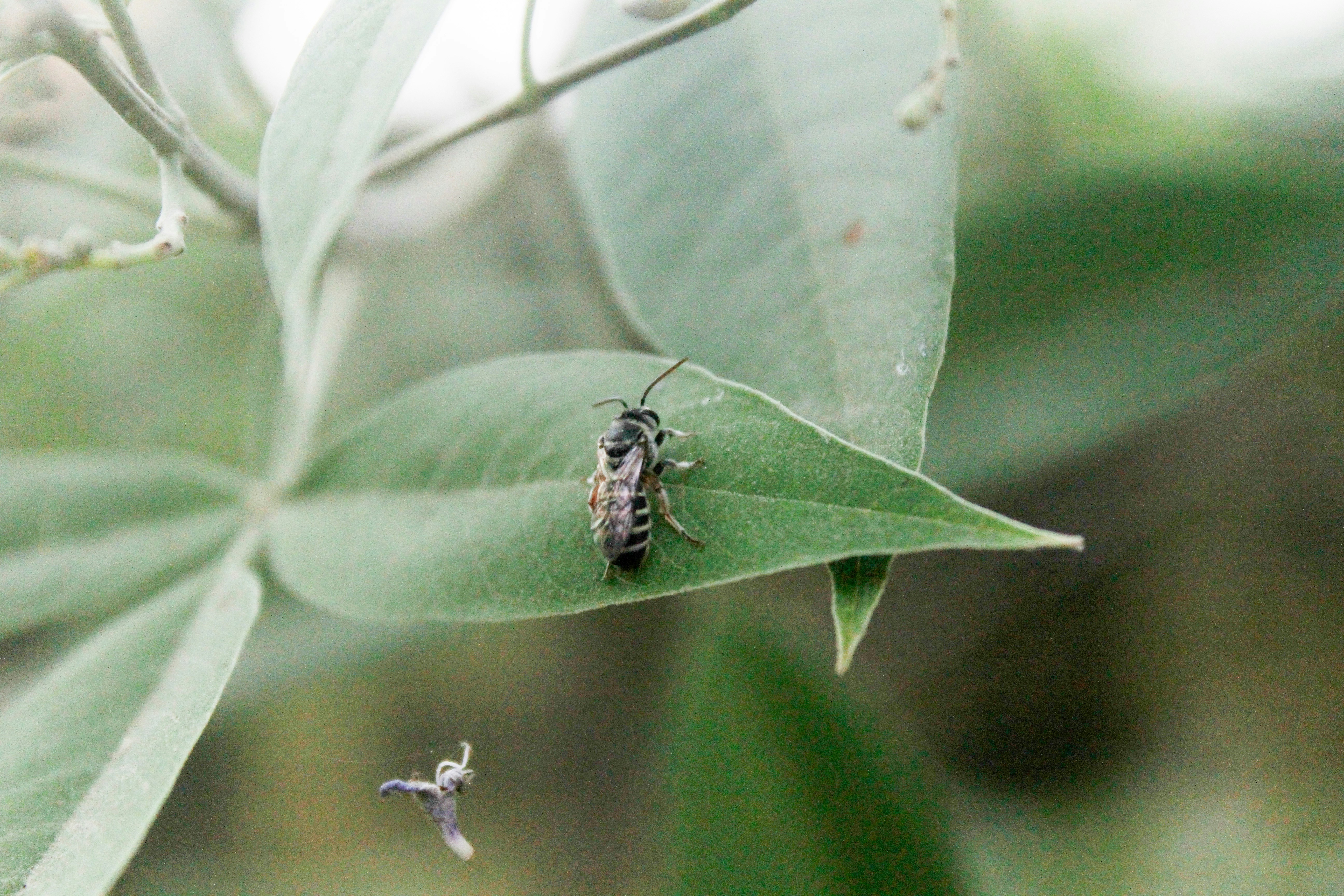 Insect Spotlight on a Leaf Edge