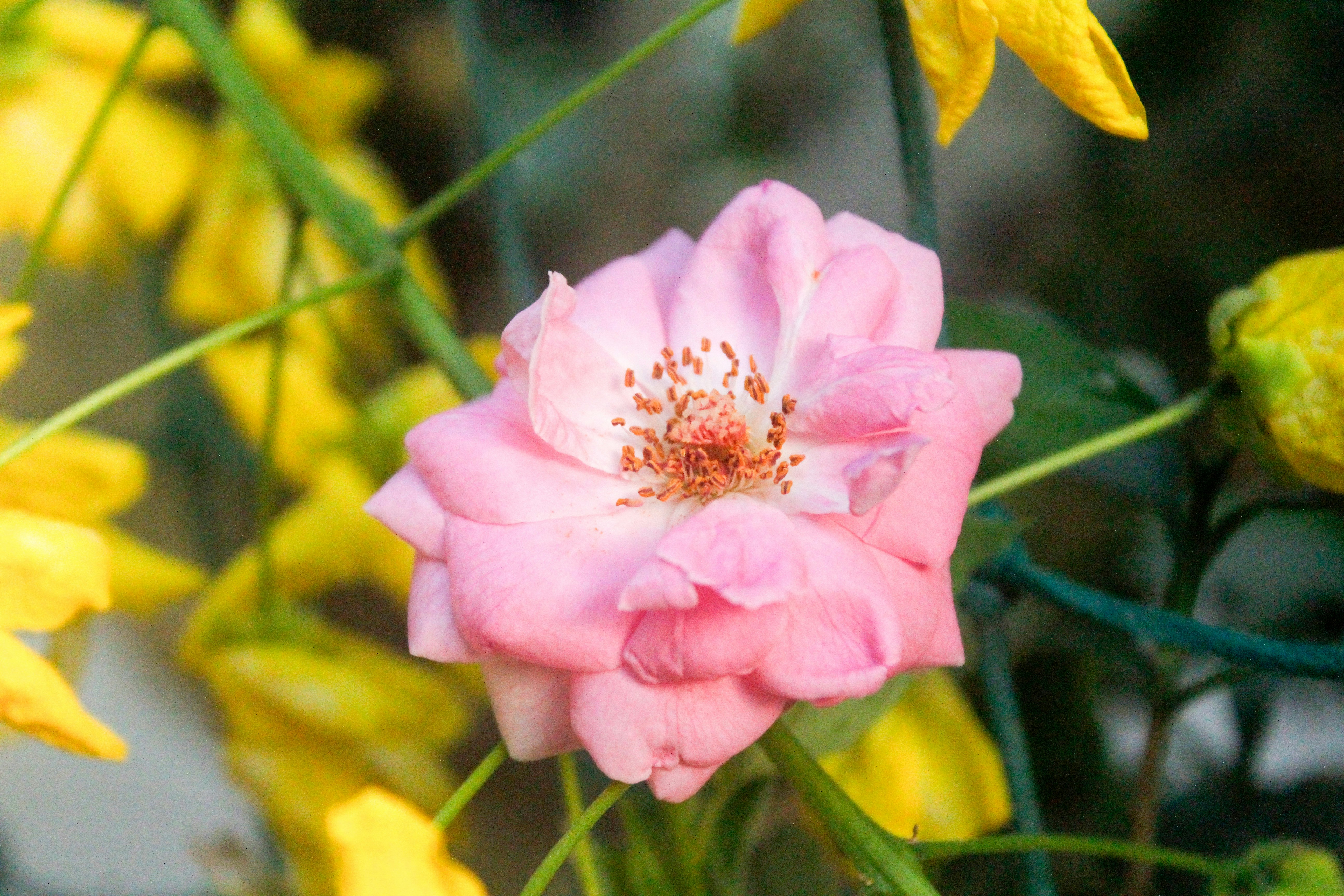 Pink rose amid golden blooms