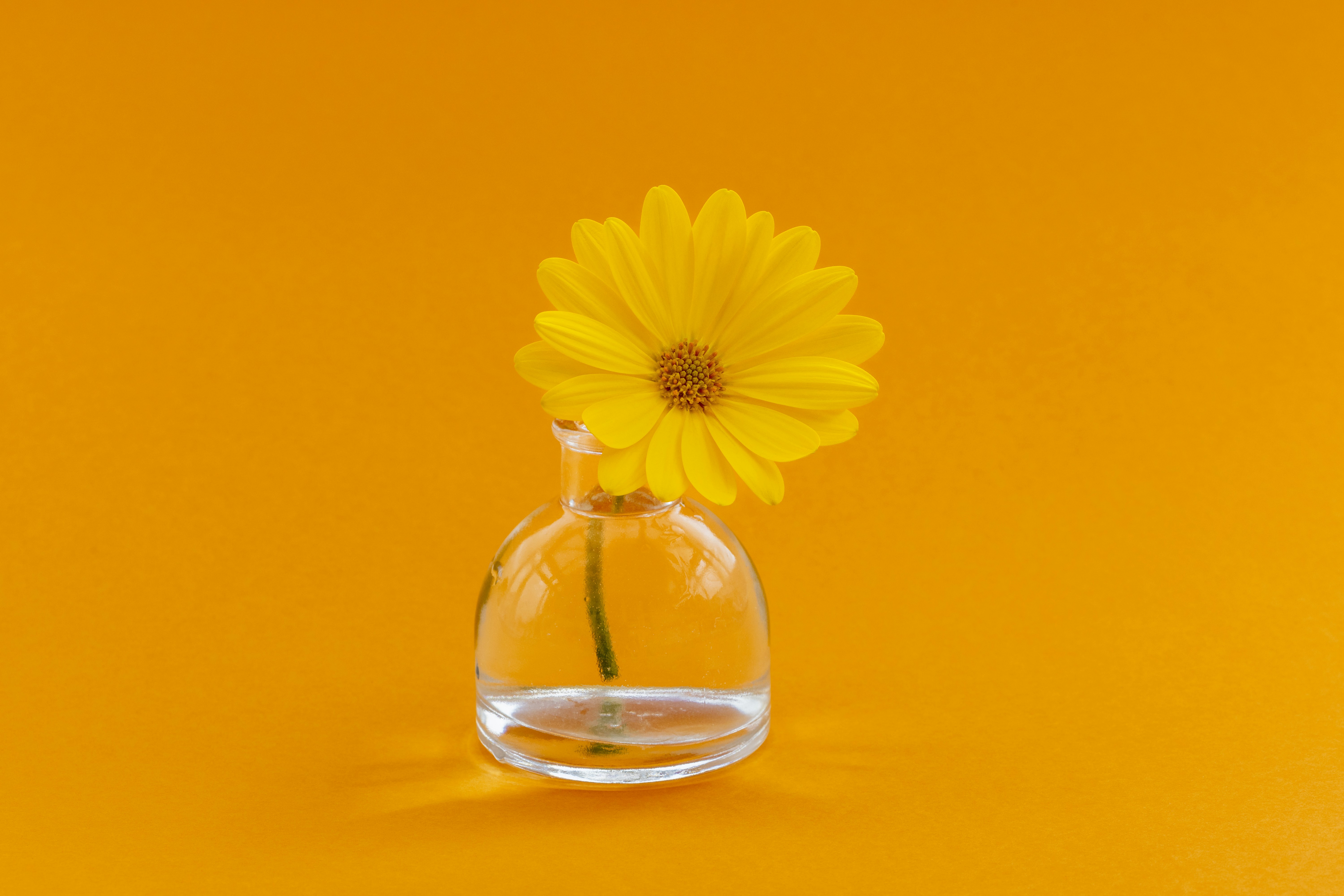 Sunny Still Life: A Single Yellow Daisy in Clear Glass