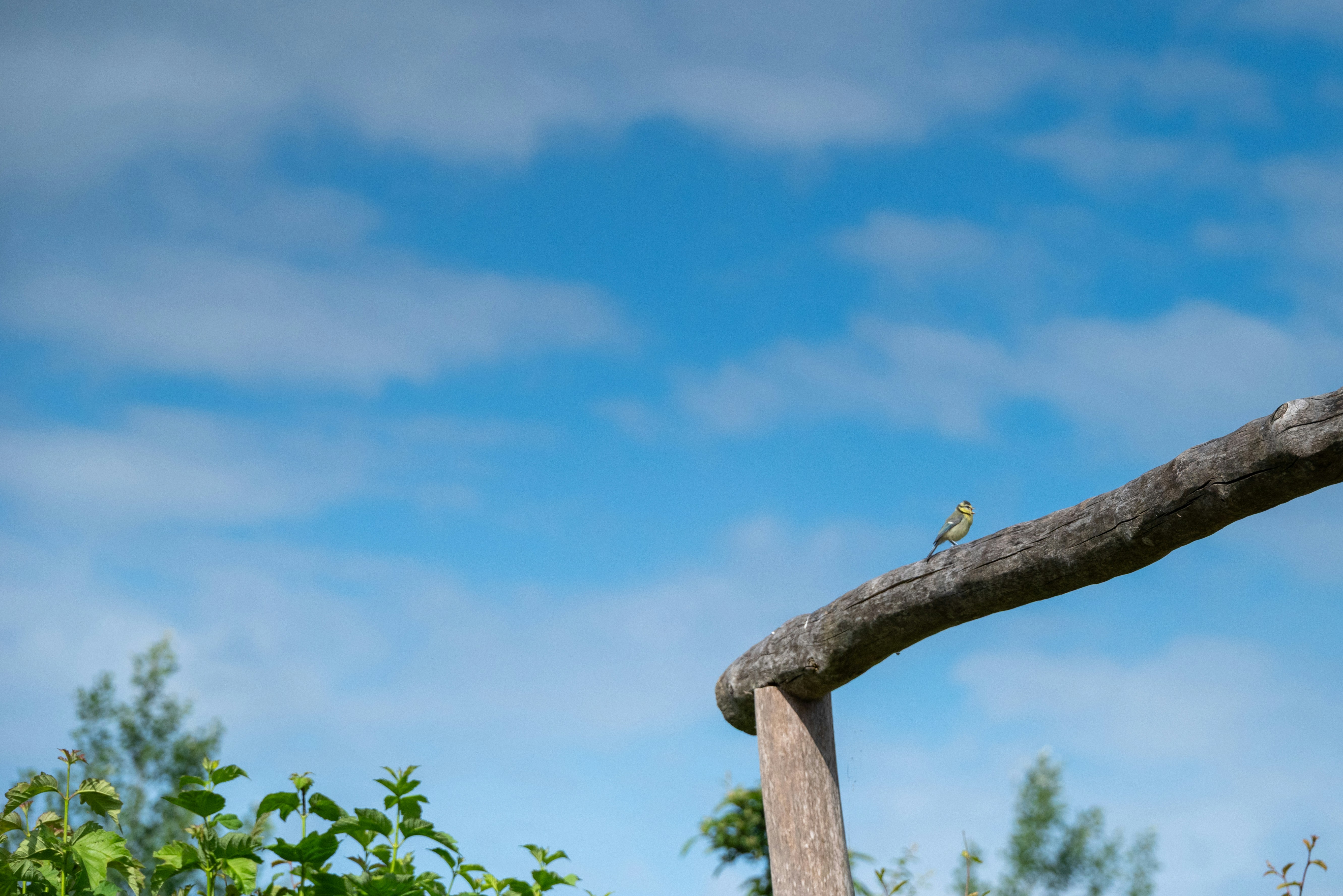 Bird on a Post: A Quiet Moment Against the Blue