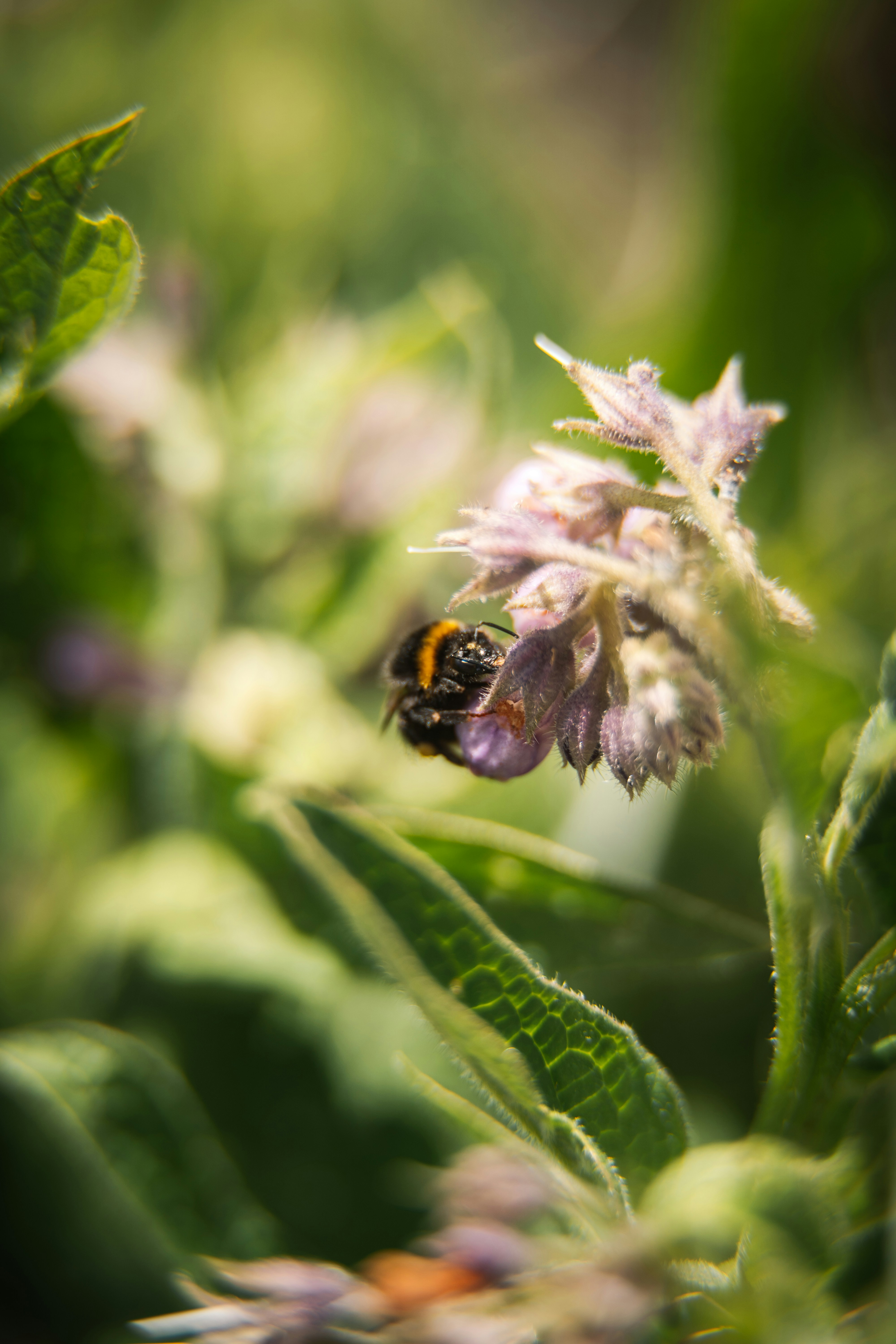 Bee at the Bloom: A Moment of Pollinator Attention