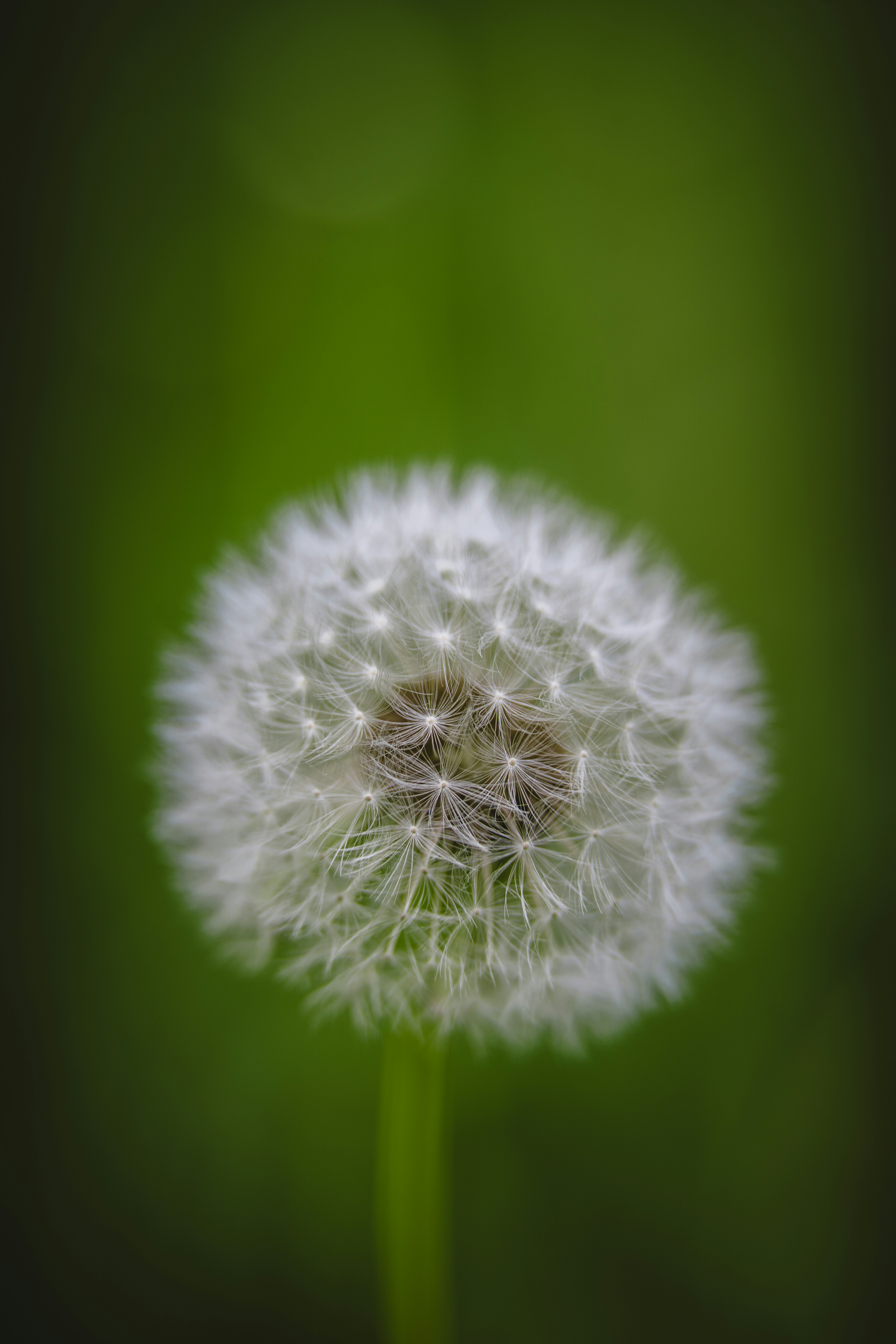 Dandelion Crown in Soft Focus